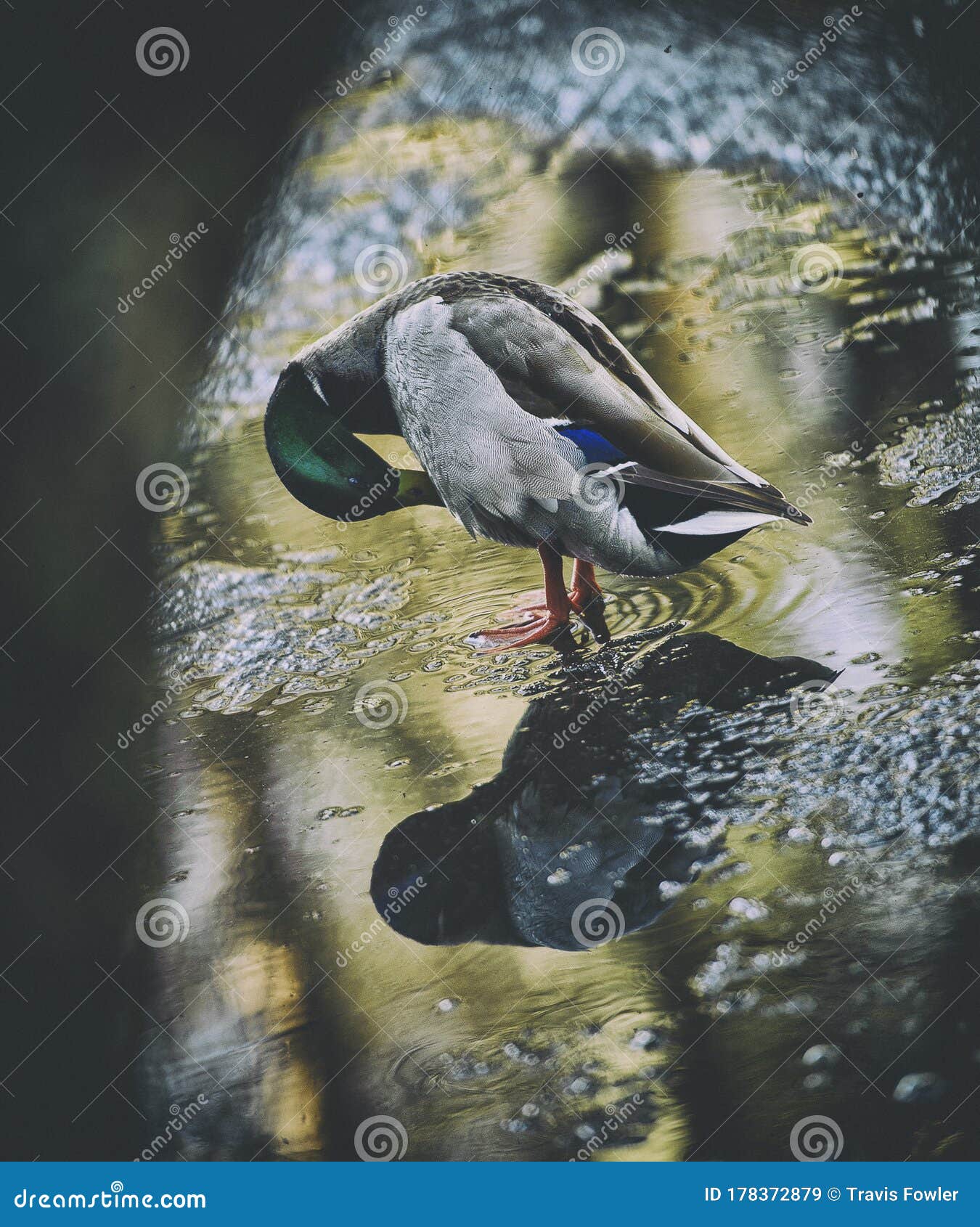 A Duck in the Wild Cleaning Itself Stock Image - Image of puddle, duck ...