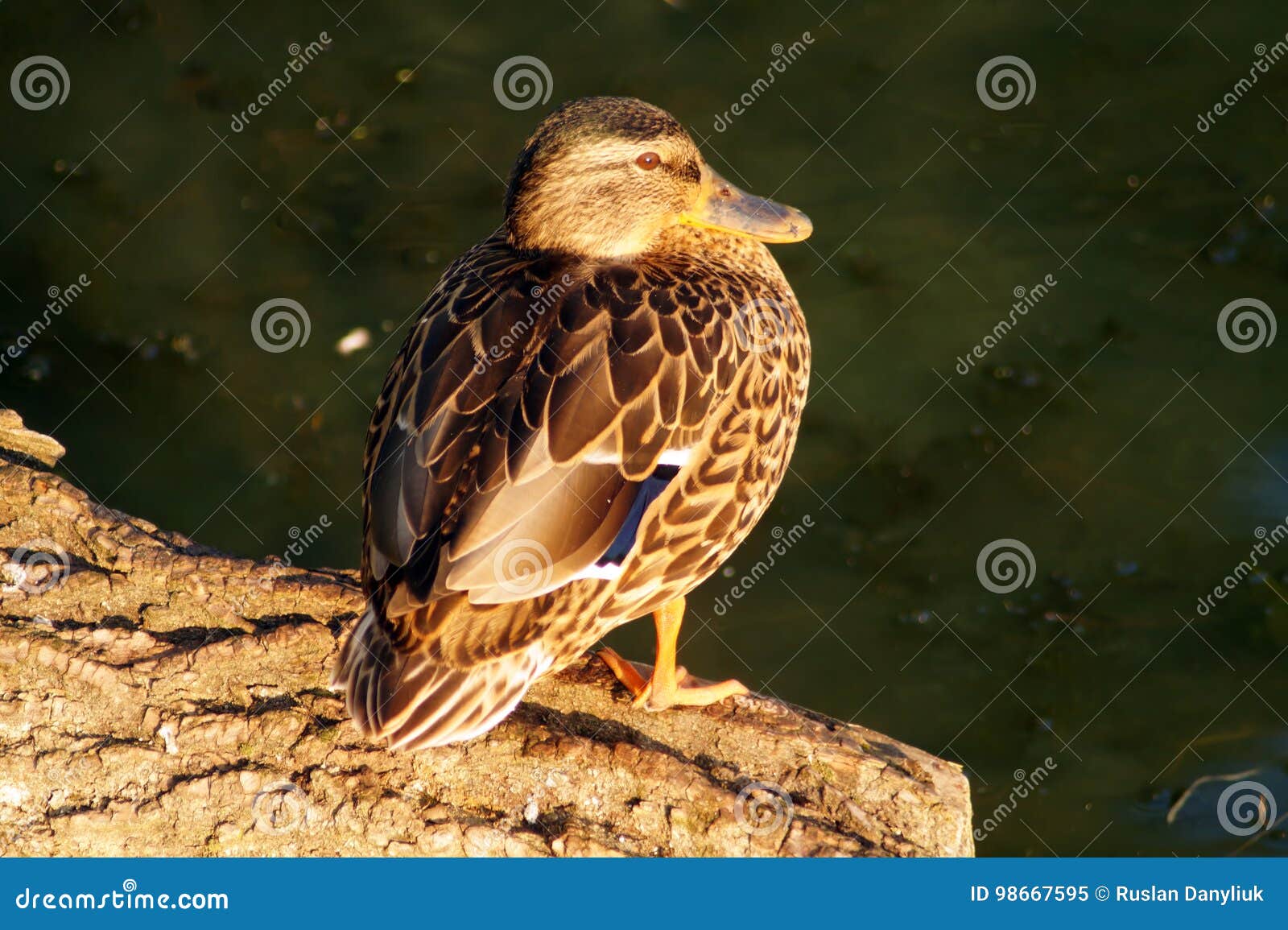 Wild duck rest on the log. stock image. Image of waterfowl - 98667595