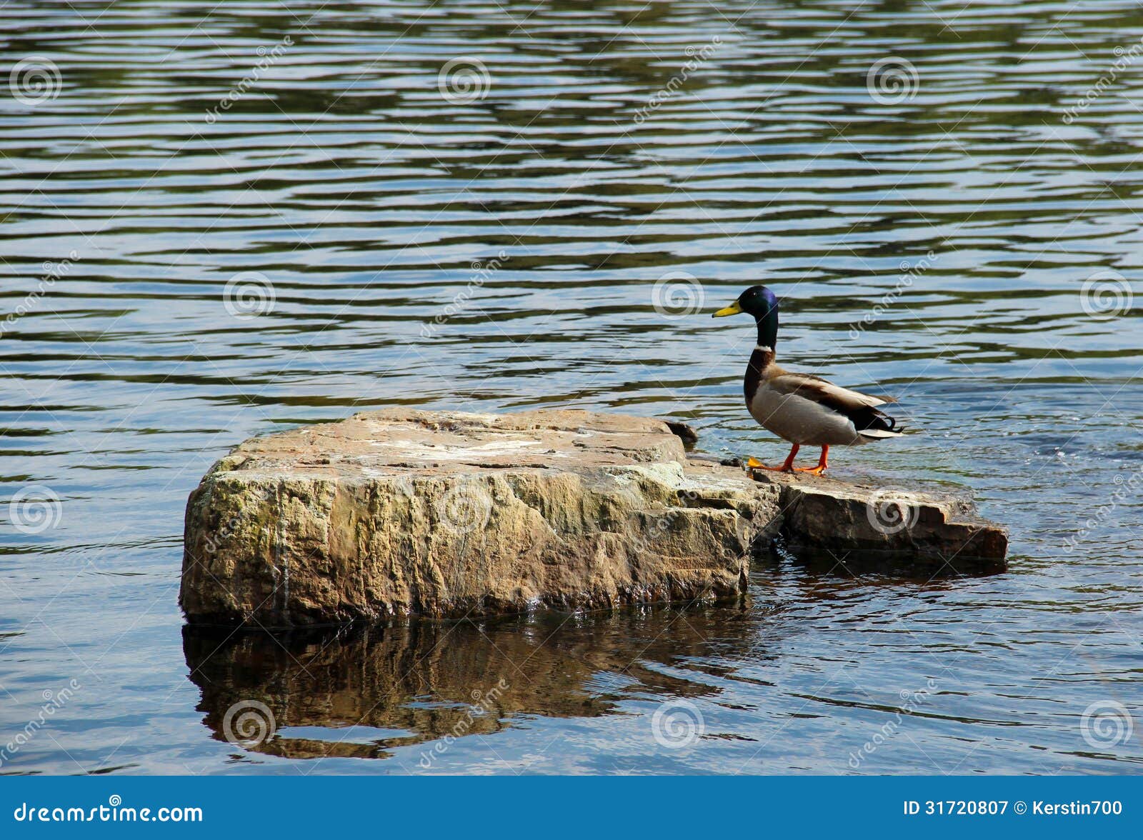 Wild duck on rock in lake stock image. Image of bird - 31720807