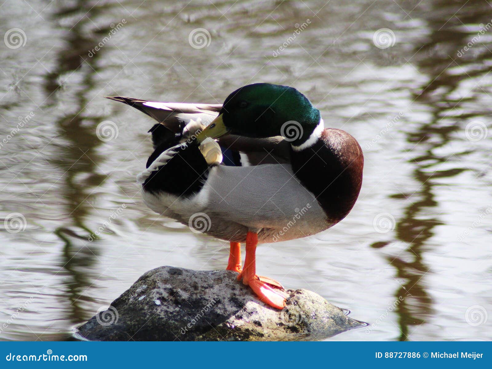 Wild duck on rock stock photo. Image of stone, standing - 88727886