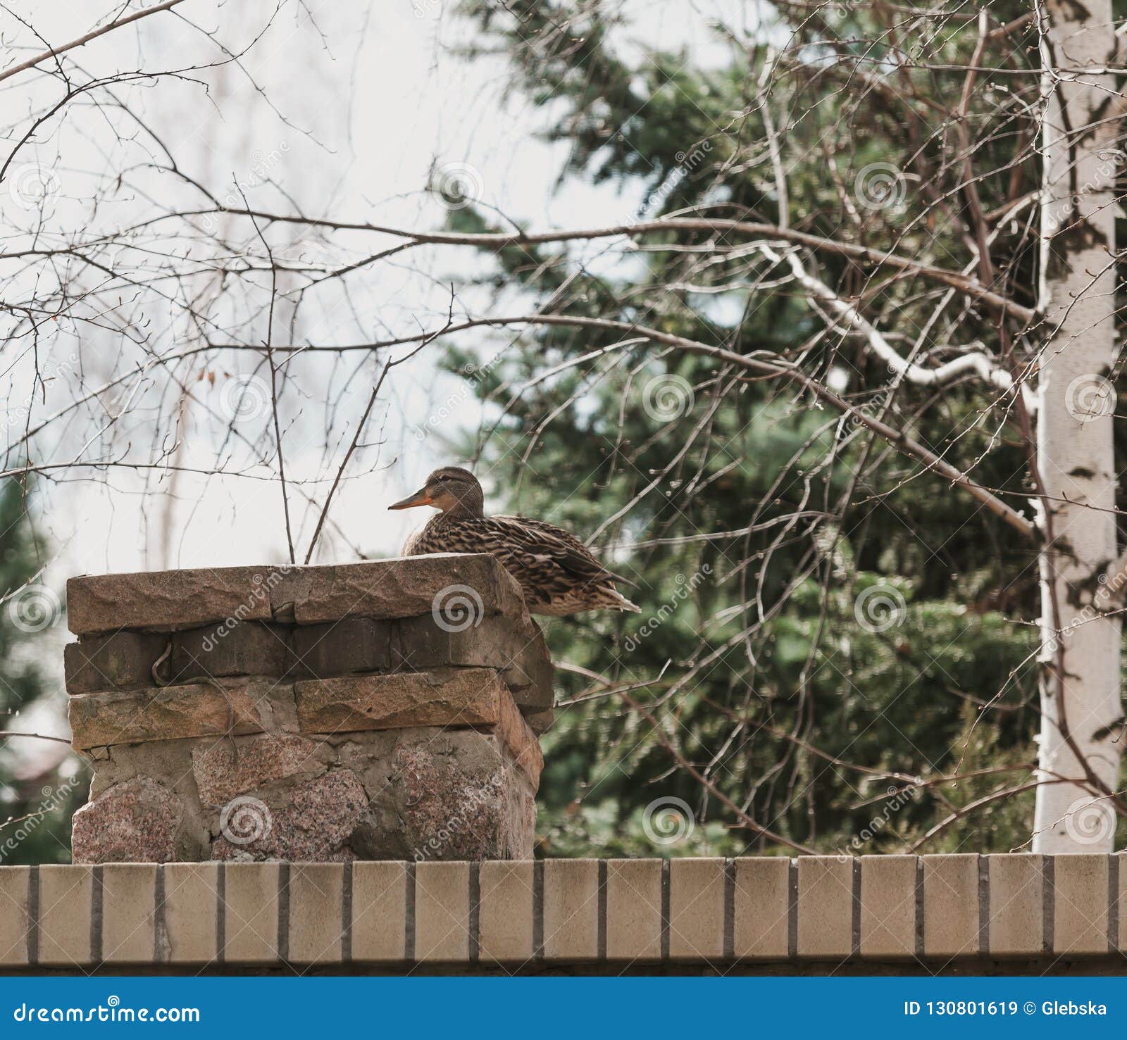 Wild Duck Sits on Stone Column Stock Image - Image of fauna, branch ...
