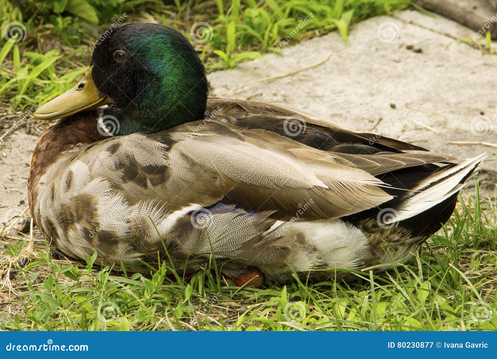 Wild Duck Sitting on the Ground Stock Image - Image of park, feathers ...