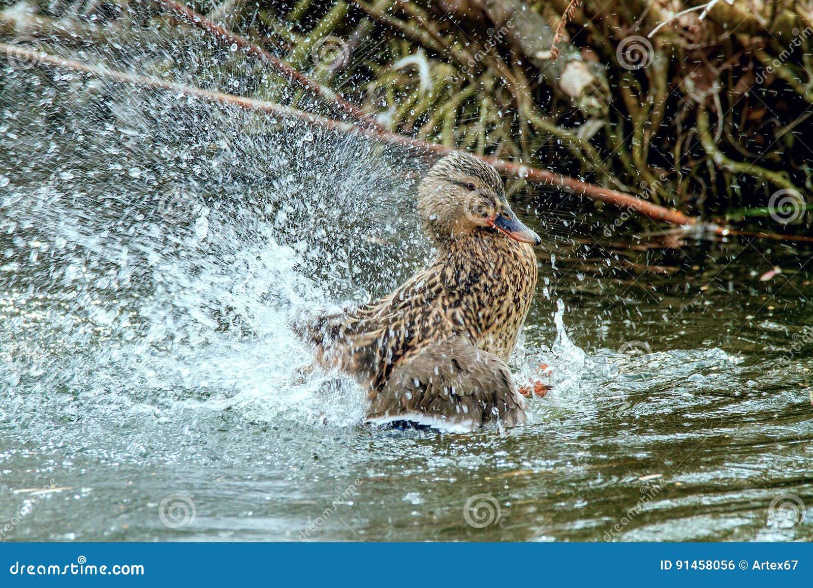 Wild Duck Splashing in the Water Near the Shore Stock Photo - Image of ...