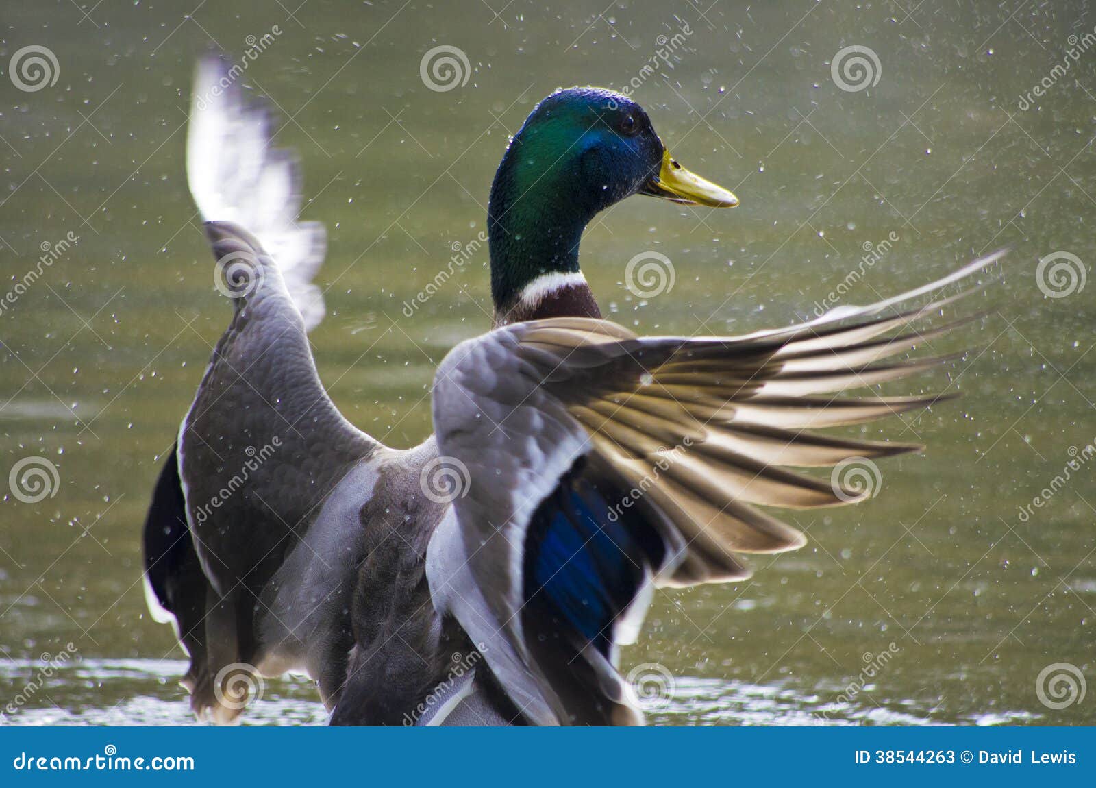 Wild duck spreading wings stock image. Image of green - 38544263