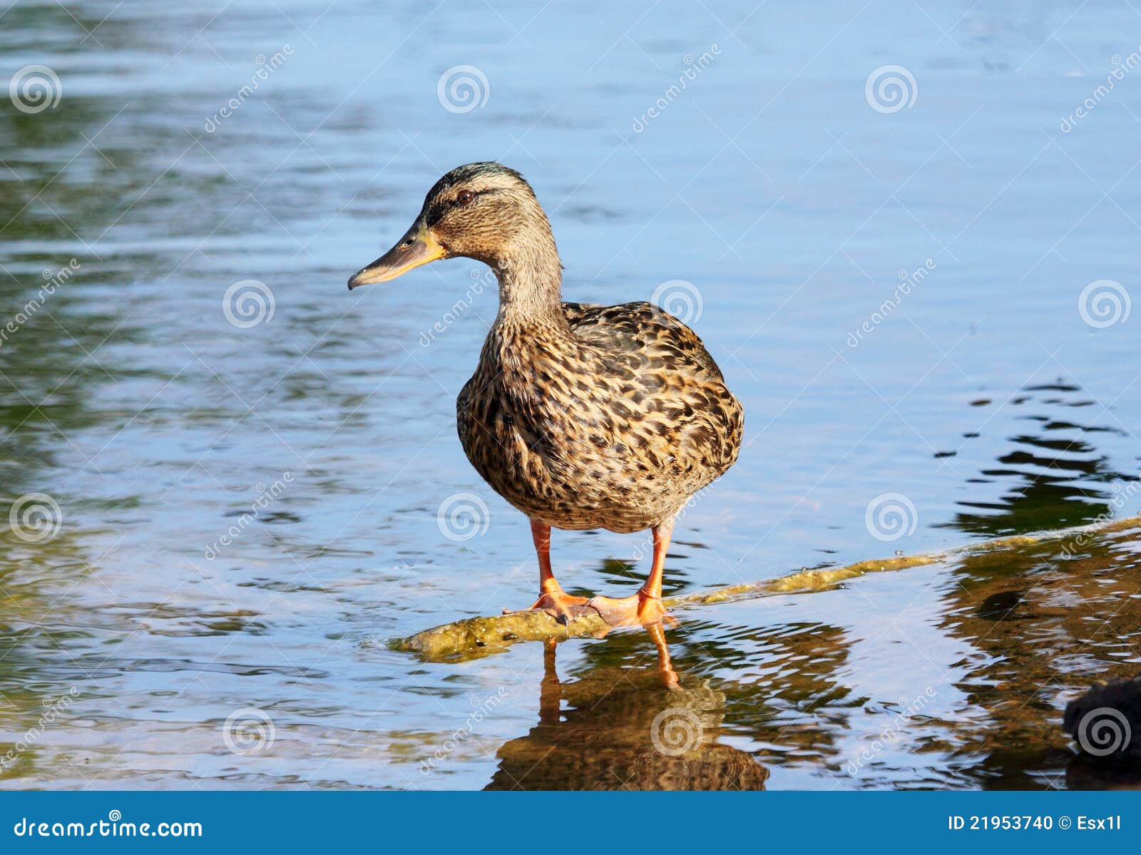 Wild Duck Standing on a Branch of a Tree in Water Stock Photo - Image ...