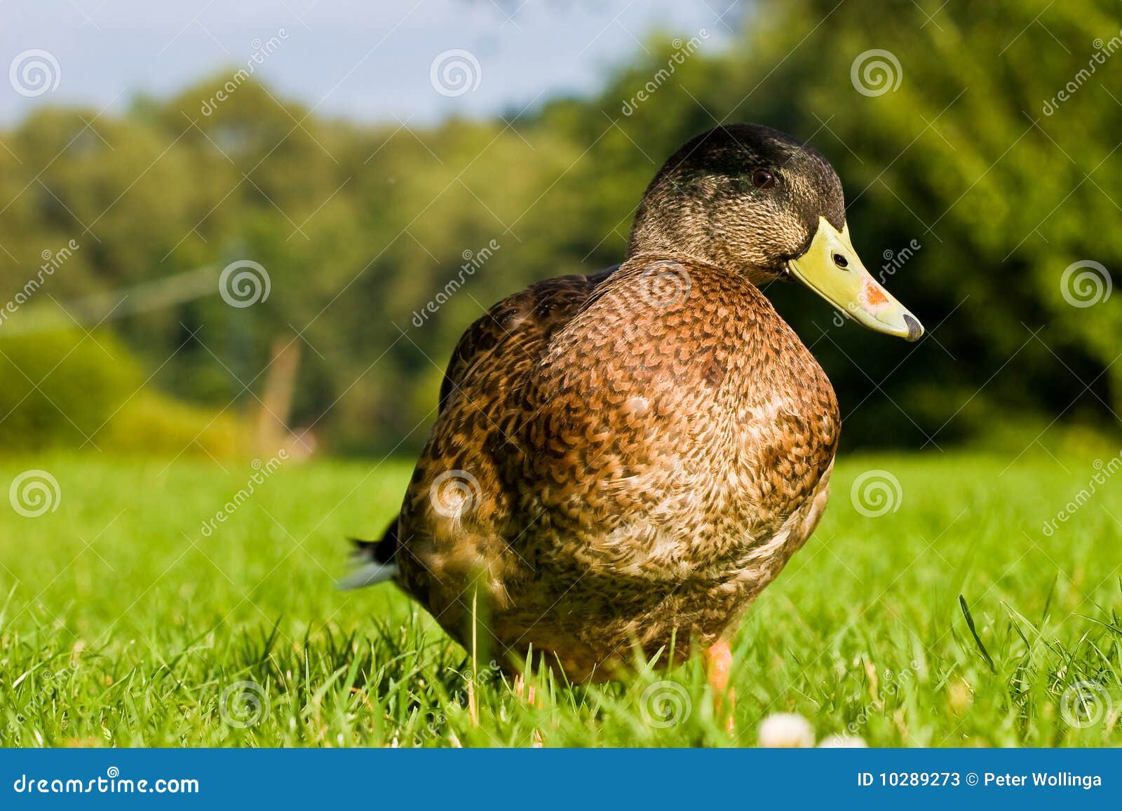 Wild Duck Standing on the Grass Stock Image - Image of head, duck: 10289273