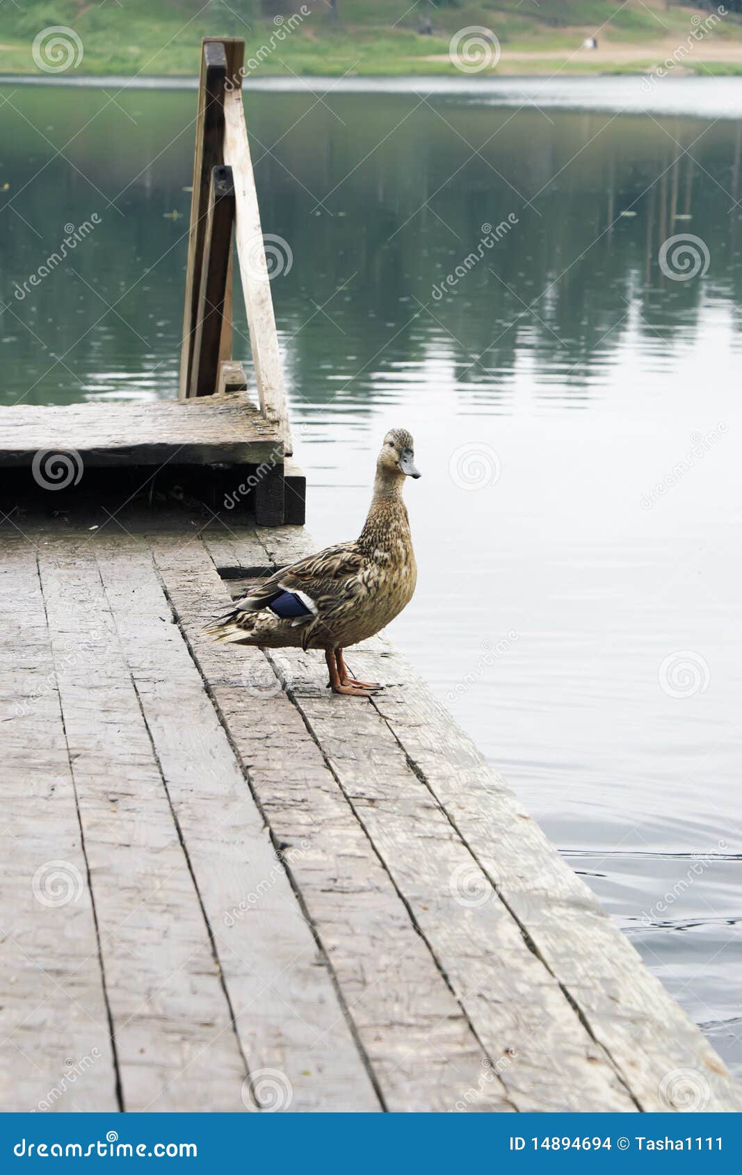 A Wild-duck Stands on Duckruns Stock Photo - Image of gaze, recreate ...