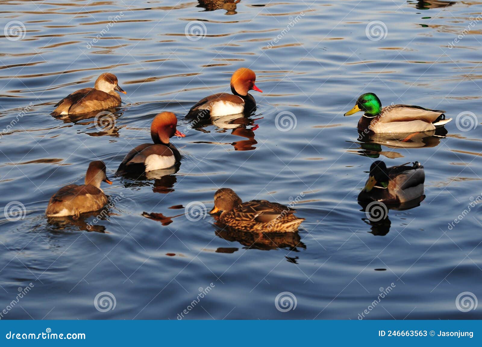 Duck To Swim The River Cherry Blossoms Fill Stock Photography ...