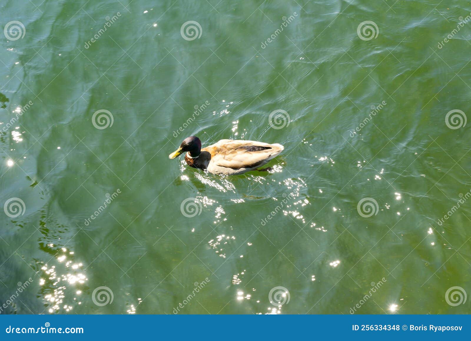 Wild duck at summer stock photo. Image of natural, summer - 256334348