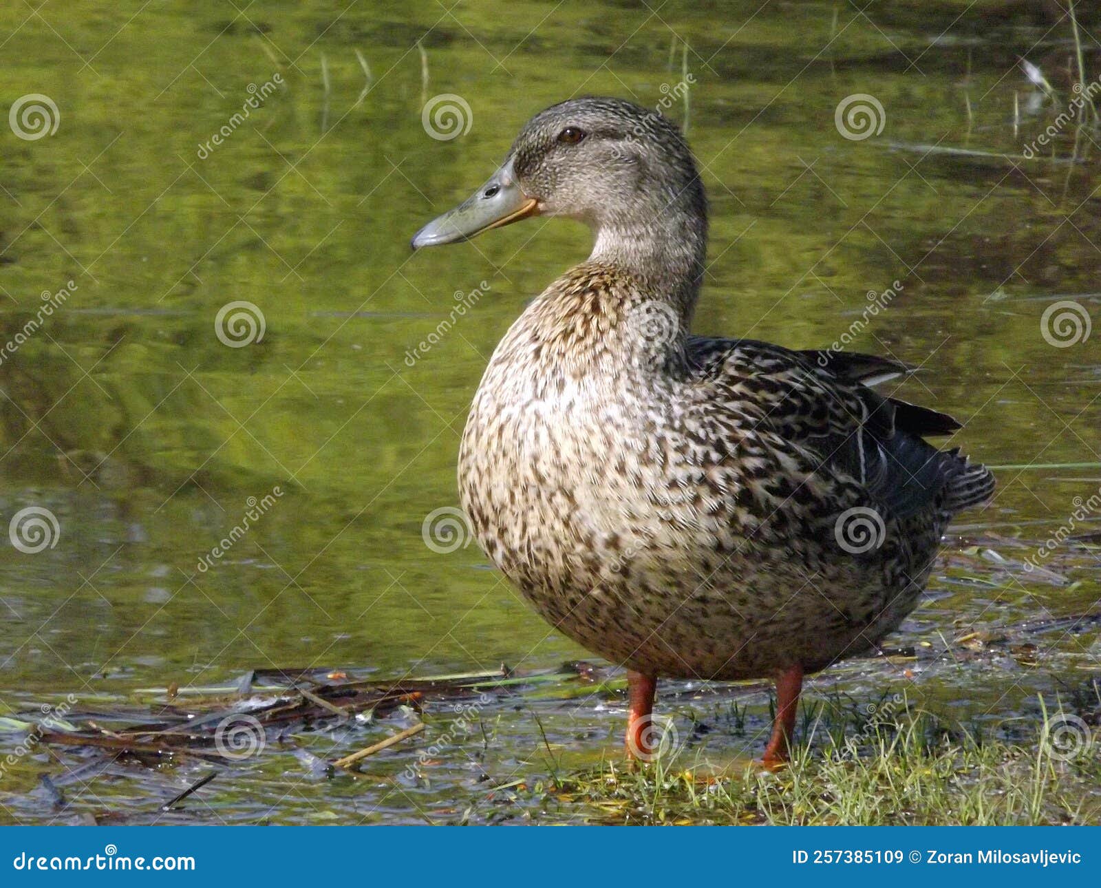 Wild Duck in Their Natural Environment Stock Image - Image of family ...