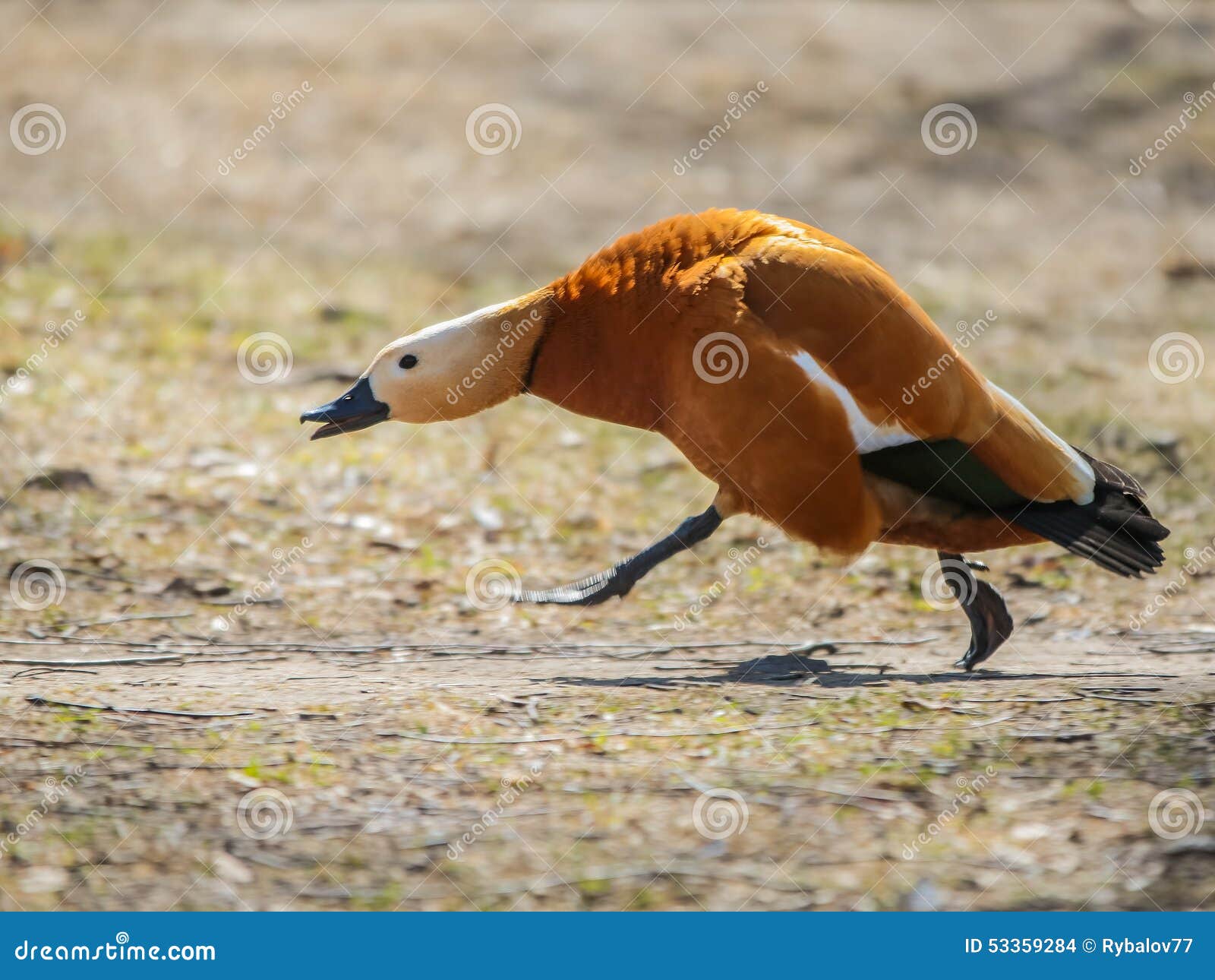 Wild duck. stock photo. Image of bird, fowl, birds, mallard - 53359284
