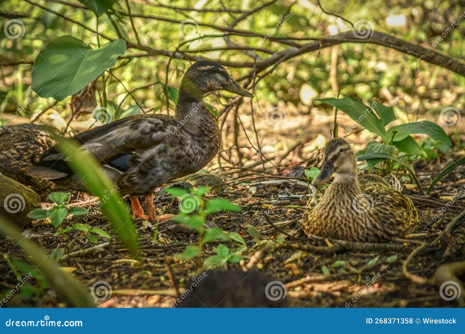 Wild Duck on the Tree Shade Stock Photo - Image of closeup, summer ...