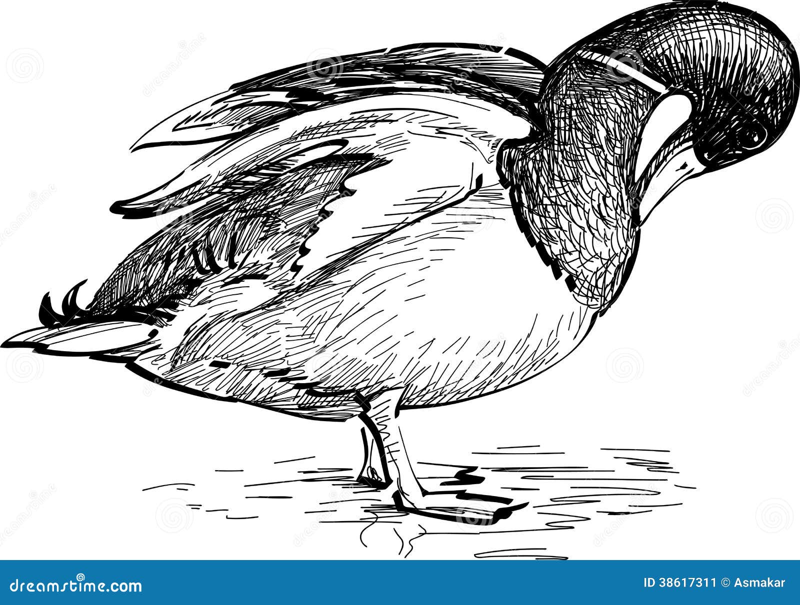Wild duck stock vector. Illustration of animal, tail - 38617311