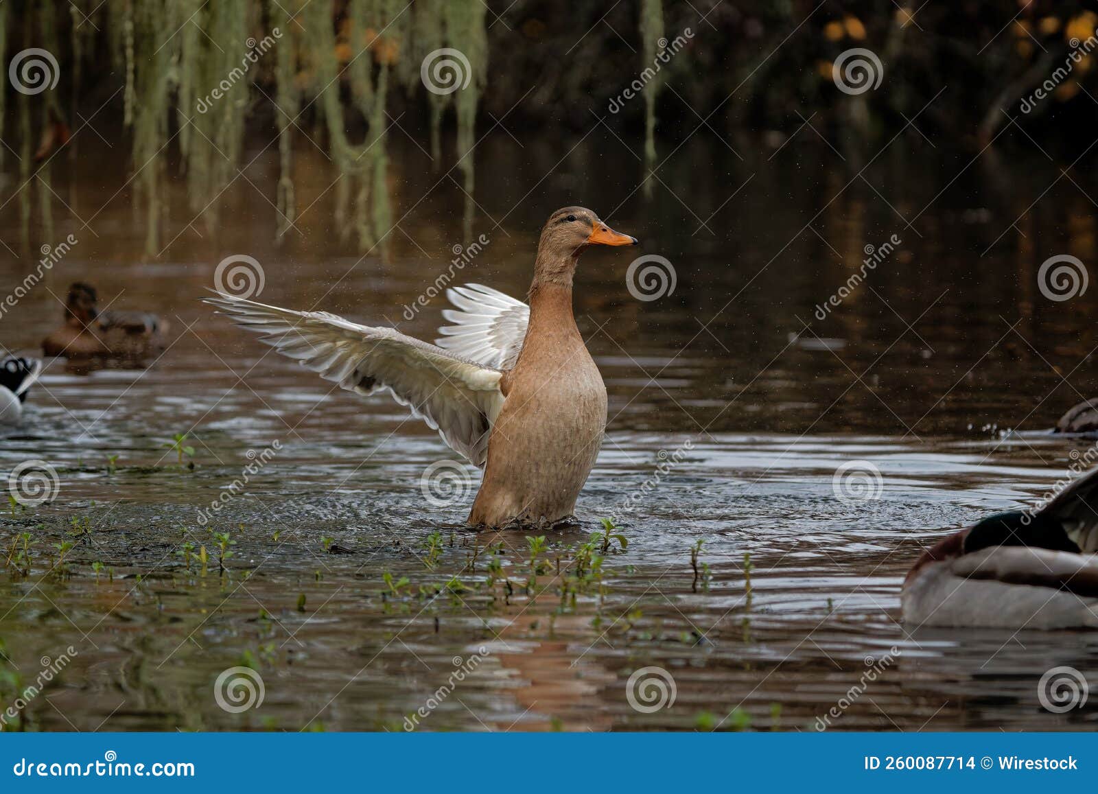 Wild Duck Wading Its Wings on a Shallow Water Stock Photo - Image of ...