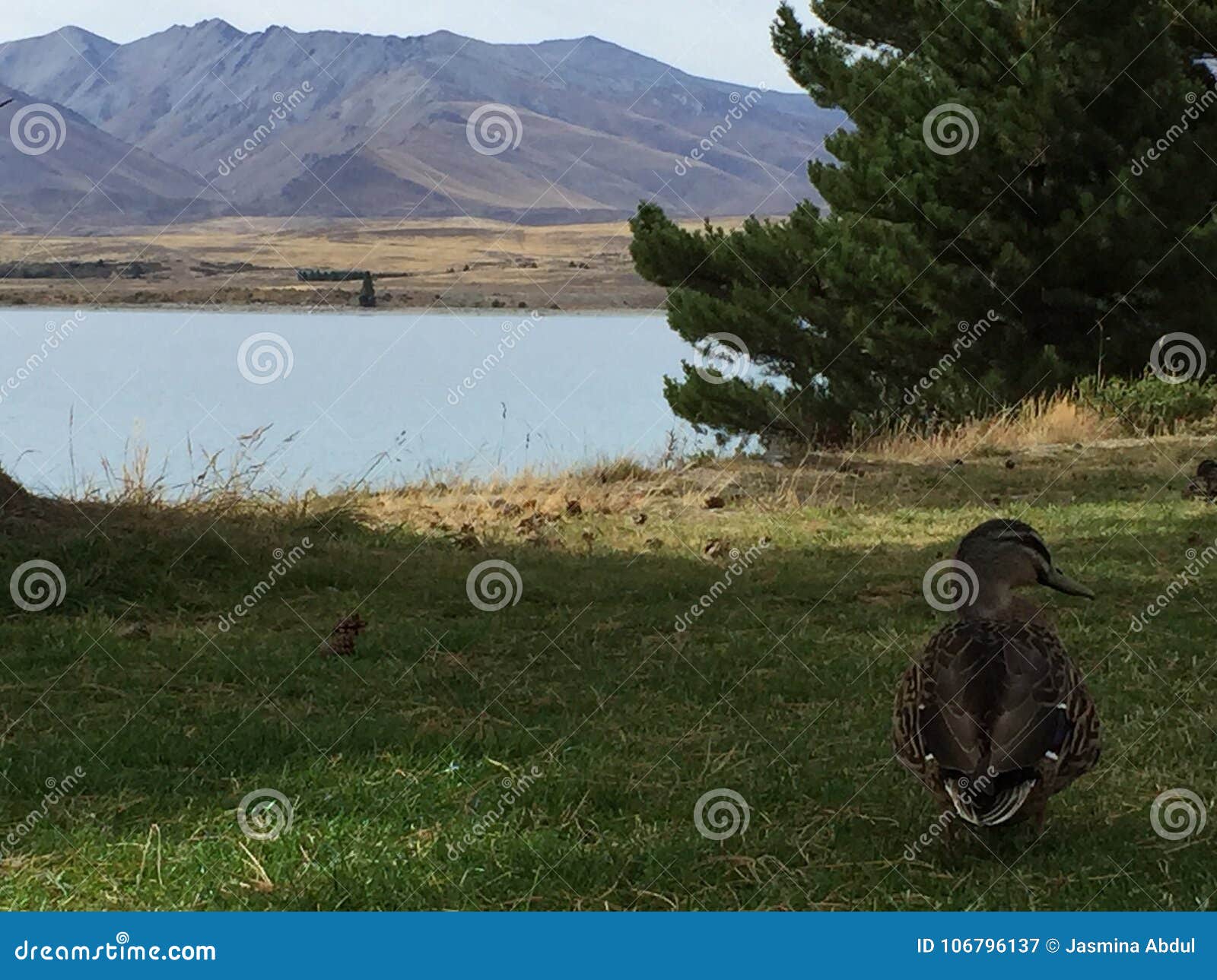 Nature stock image. Image of nature, landscape, duck - 106796137