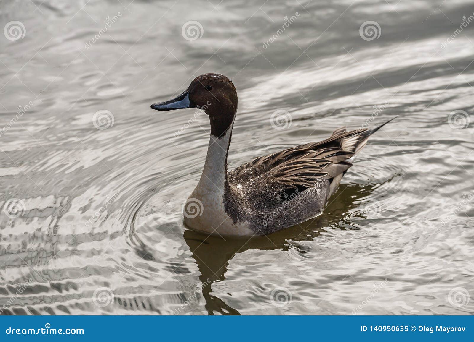 Wild Duck on the Water in Bird Sanctuary Stock Image - Image of ducks ...