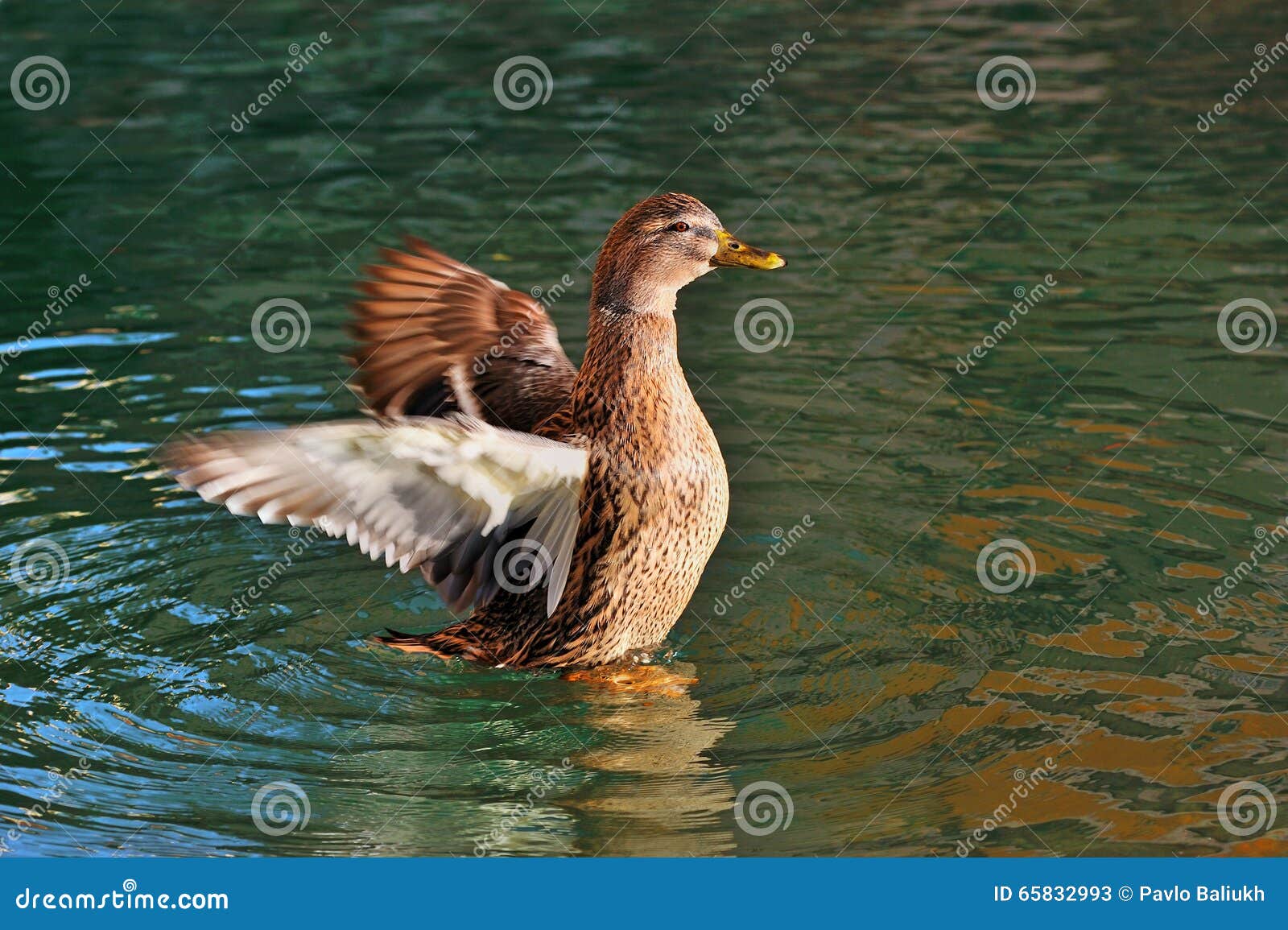 Wild Duck on the Water with Raised Wings Stock Image - Image of male ...