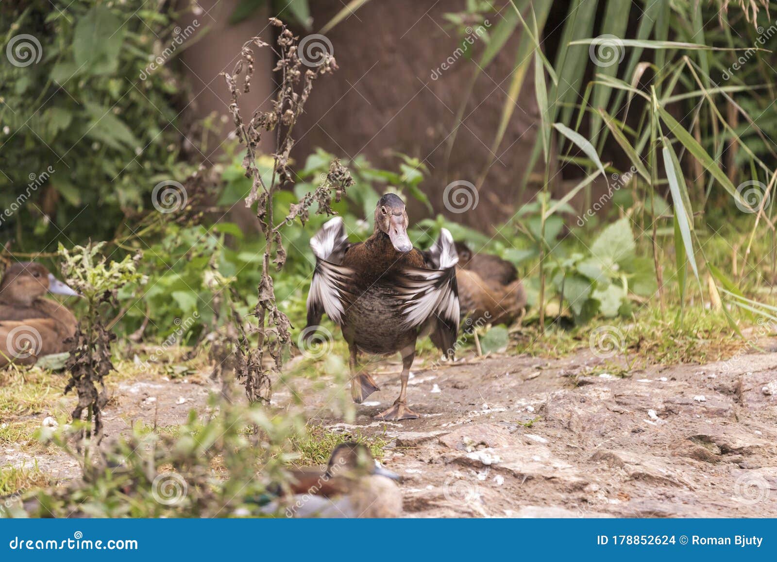425 Duck Waving Photos - Free & Royalty-Free Stock Photos from Dreamstime
