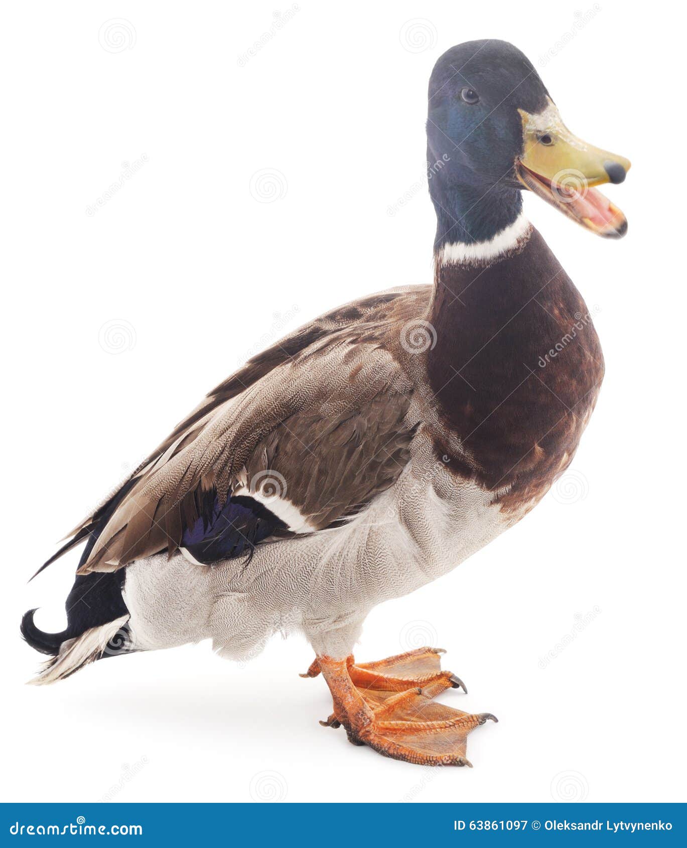 Wild duck. stock image. Image of wildfowl, brown, blue - 63861097