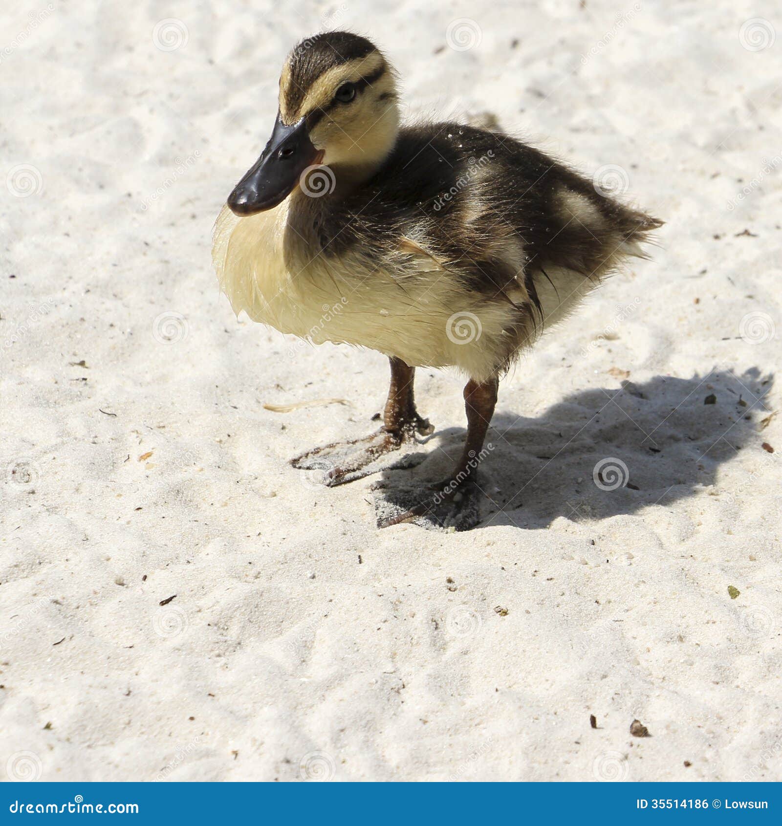 Wild duckling on sand stock photo. Image of beak, ornithology - 35514186