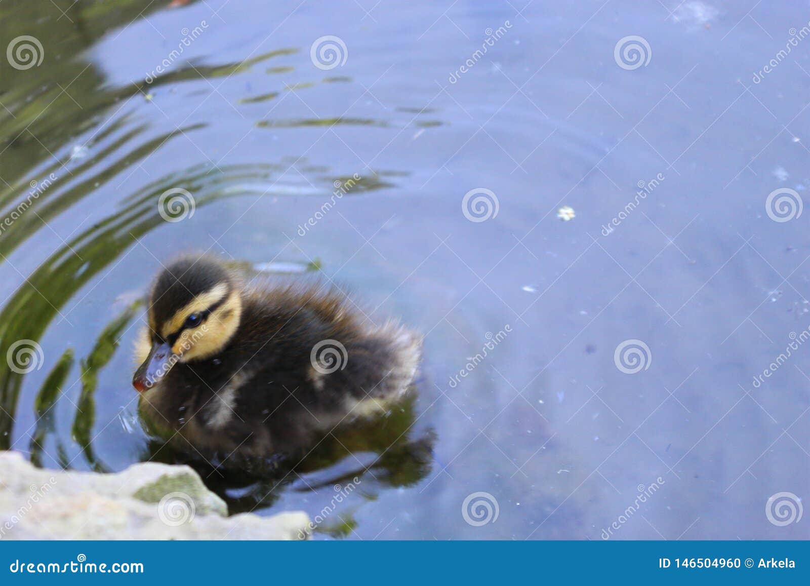 Wild duckling in the water stock photo. Image of young - 146504960