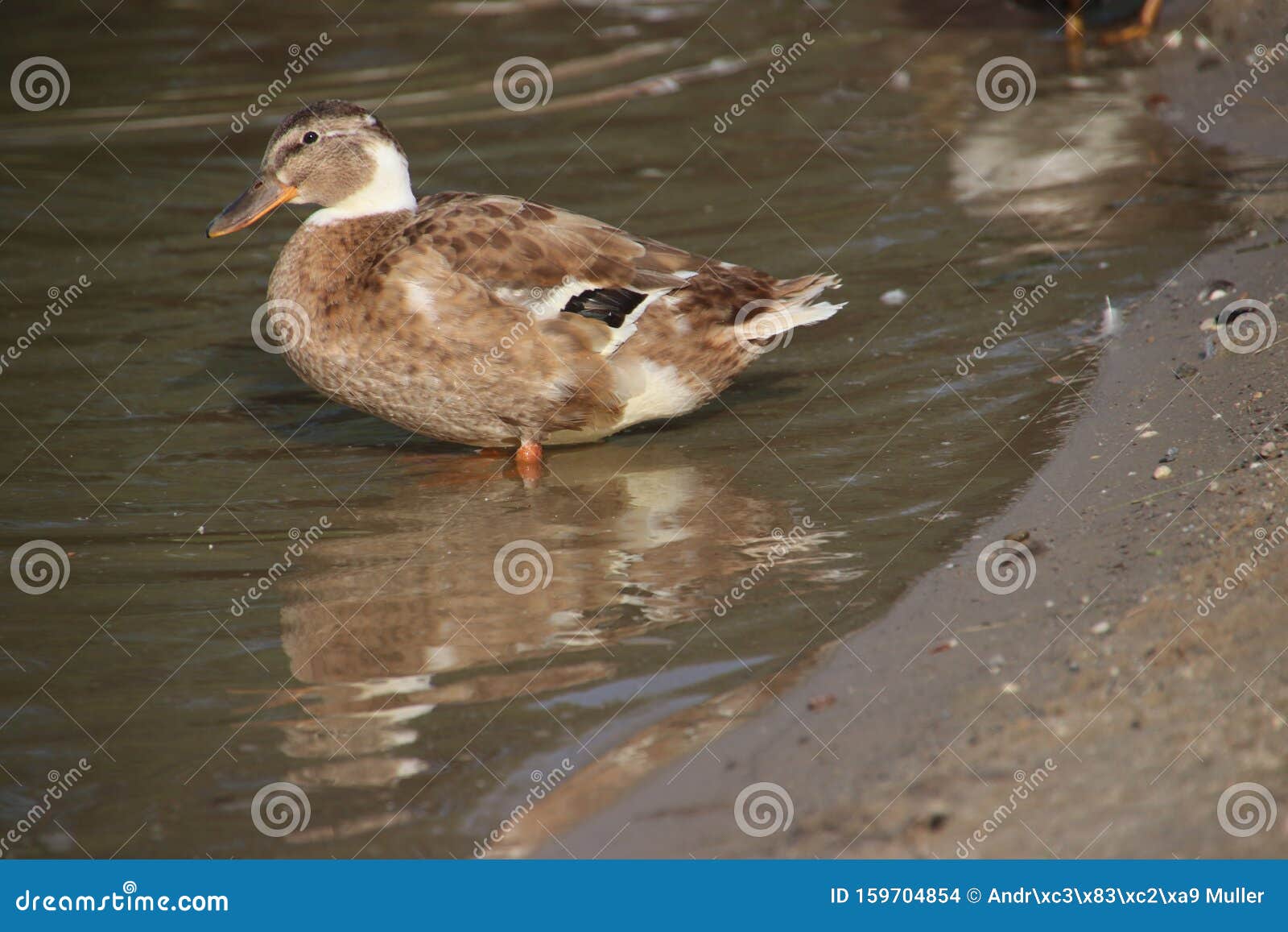 Wild Ducks on a Beach of an Inner Lake on the Veluwe in the Netherlands ...