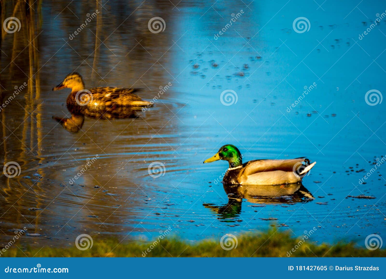 Wild Ducks in Blue Water of Lake Stock Image - Image of lithuania ...