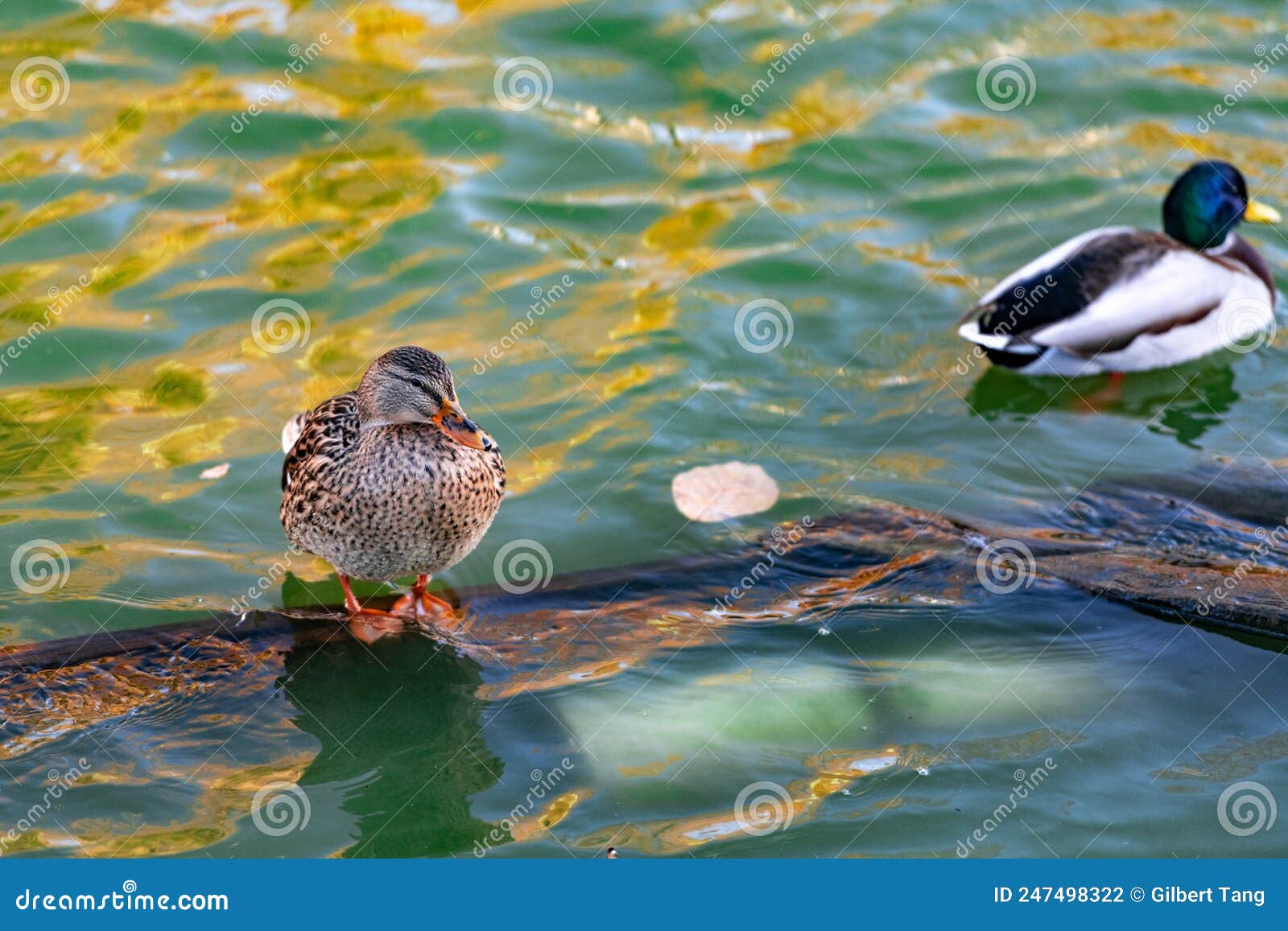 Wild ducks chilling stock photo. Image of swan, animal - 247498322