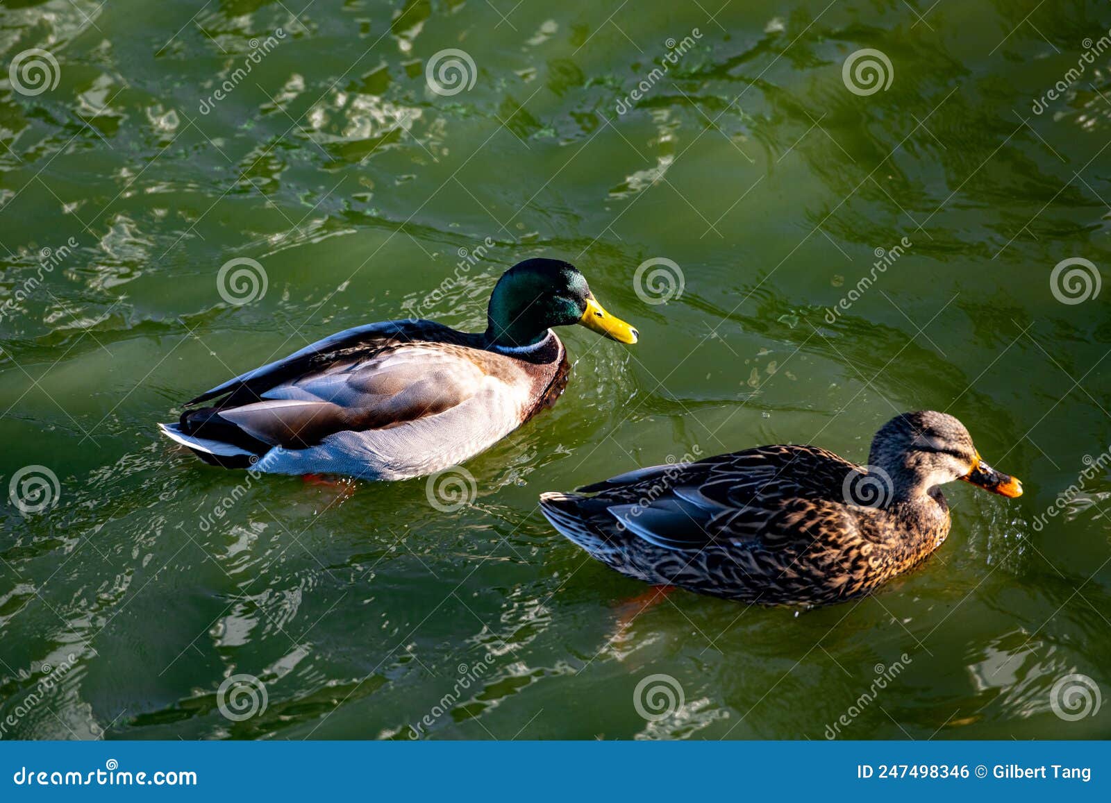 Wild ducks chilling stock photo. Image of waterfowl - 247498346