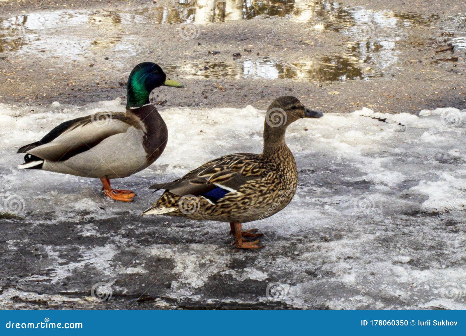 Wild Ducks in a City Park in Spring Stock Photo - Image of group, cold ...