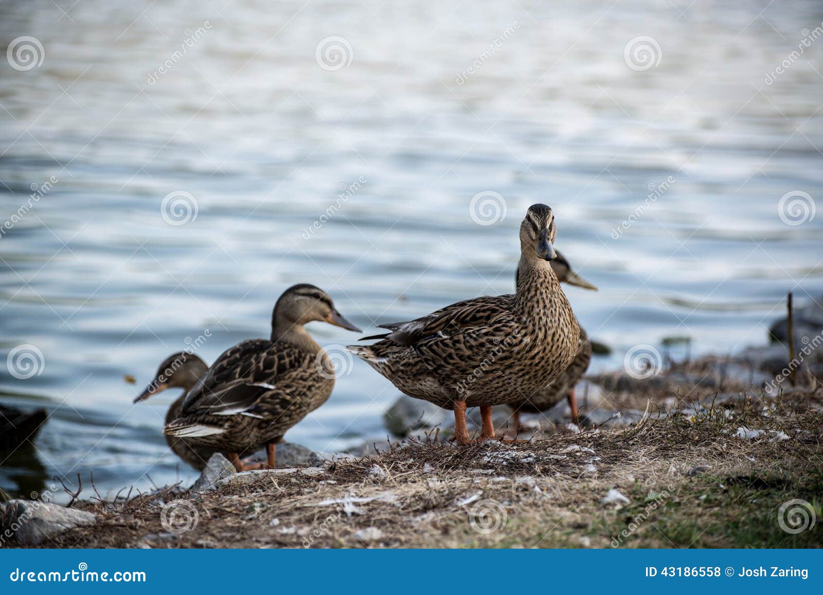 Wild Ducks Coming from Lake Stock Photo - Image of bird, nature: 43186558