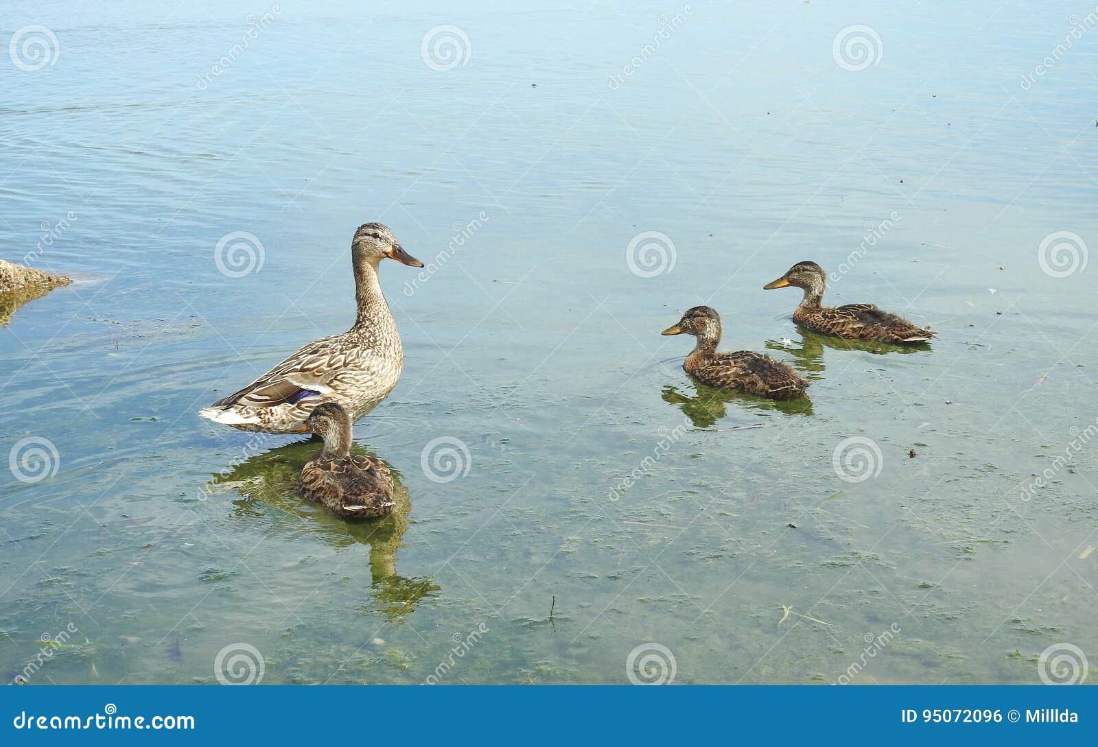 Wild Ducks in Curonian Spit , Lithuania Stock Photo - Image of floating ...