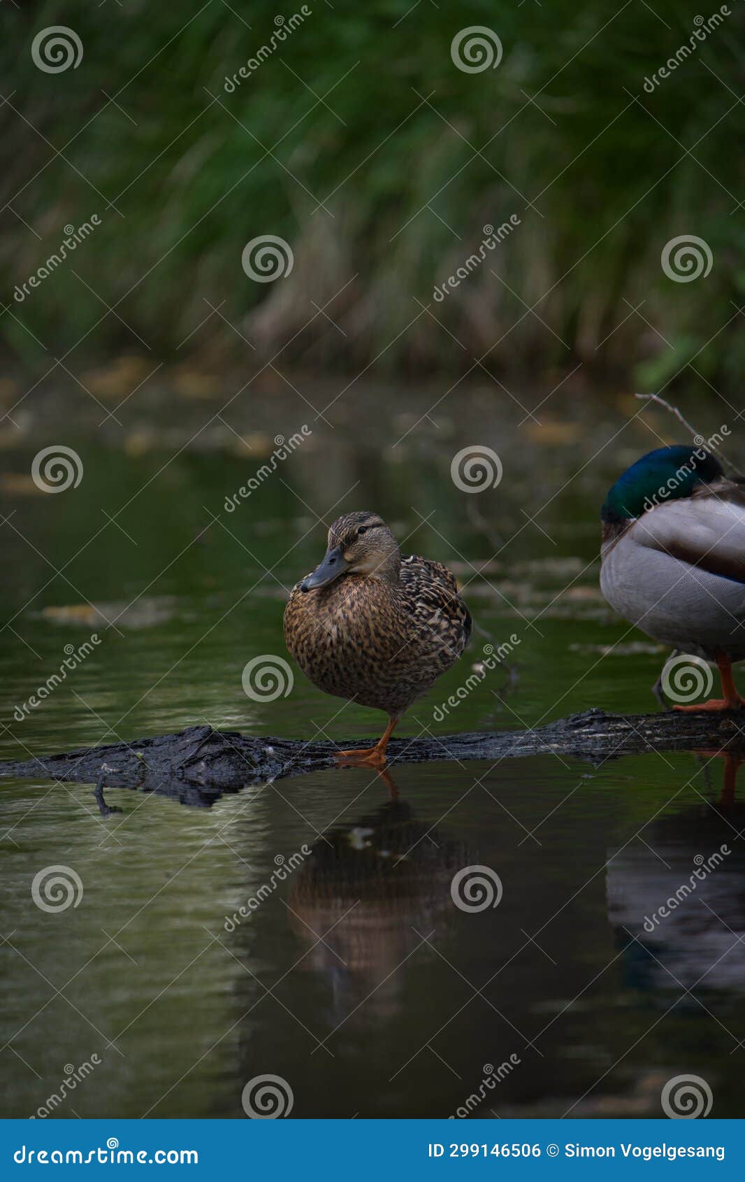 Some ducks chilling stock photo. Image of water, ducks - 299146506
