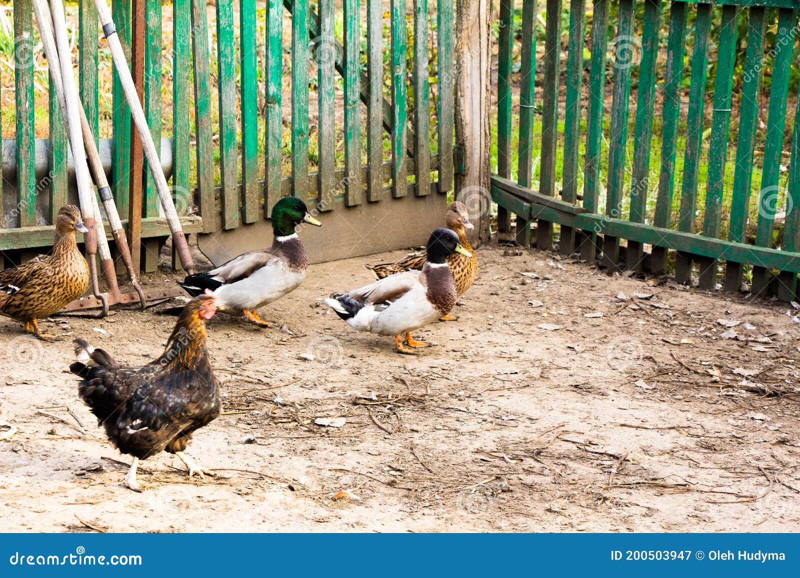 Wild Ducks on the Farm with Chickens Nearby Stock Image - Image of ...