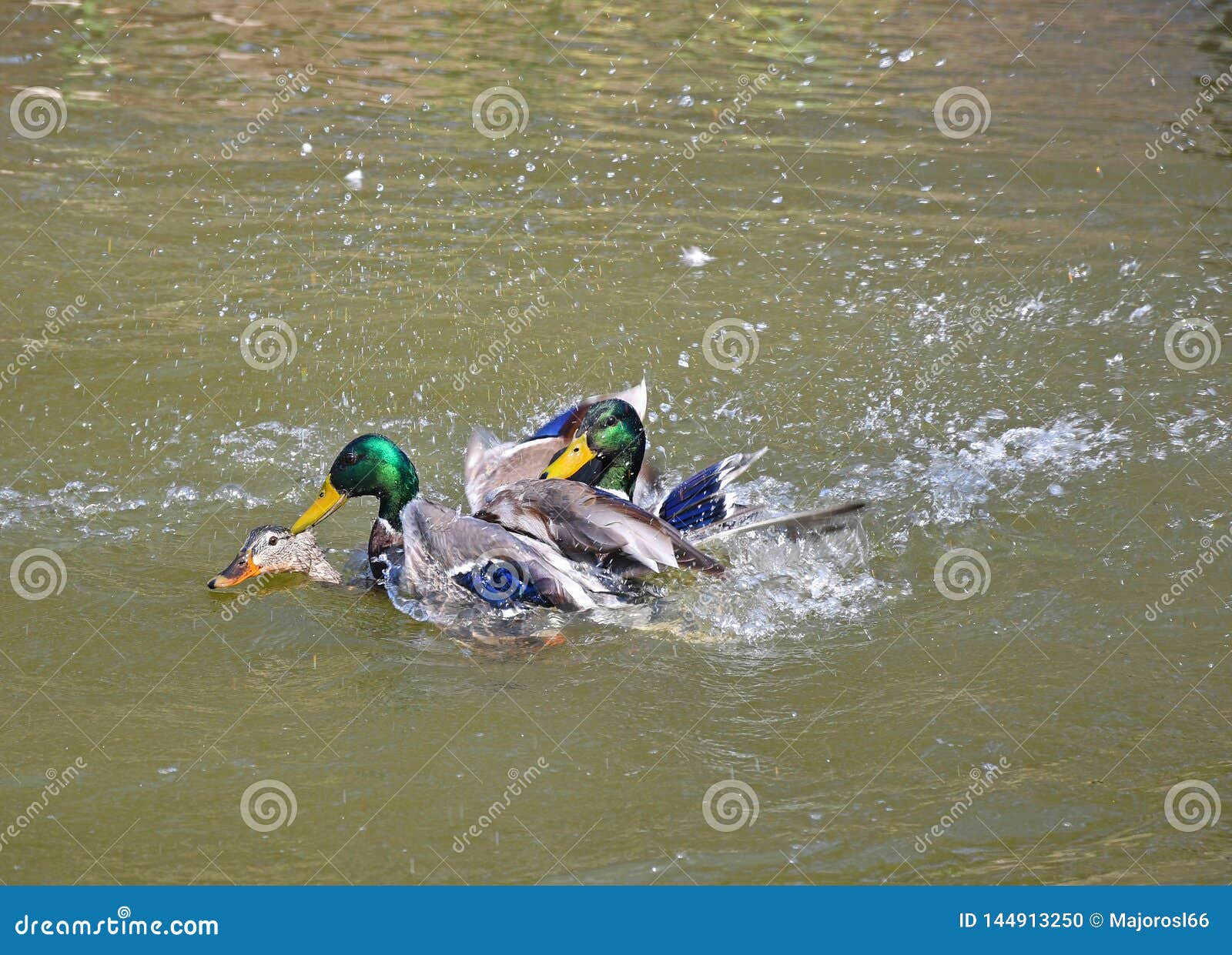 Wild Ducks Fighting in the Lake Stock Photo - Image of lake, animals ...