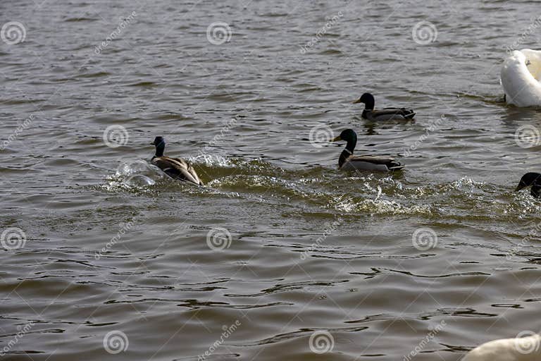 Wild Ducks Fighting for Territory during Nesting Stock Photo - Image of ...