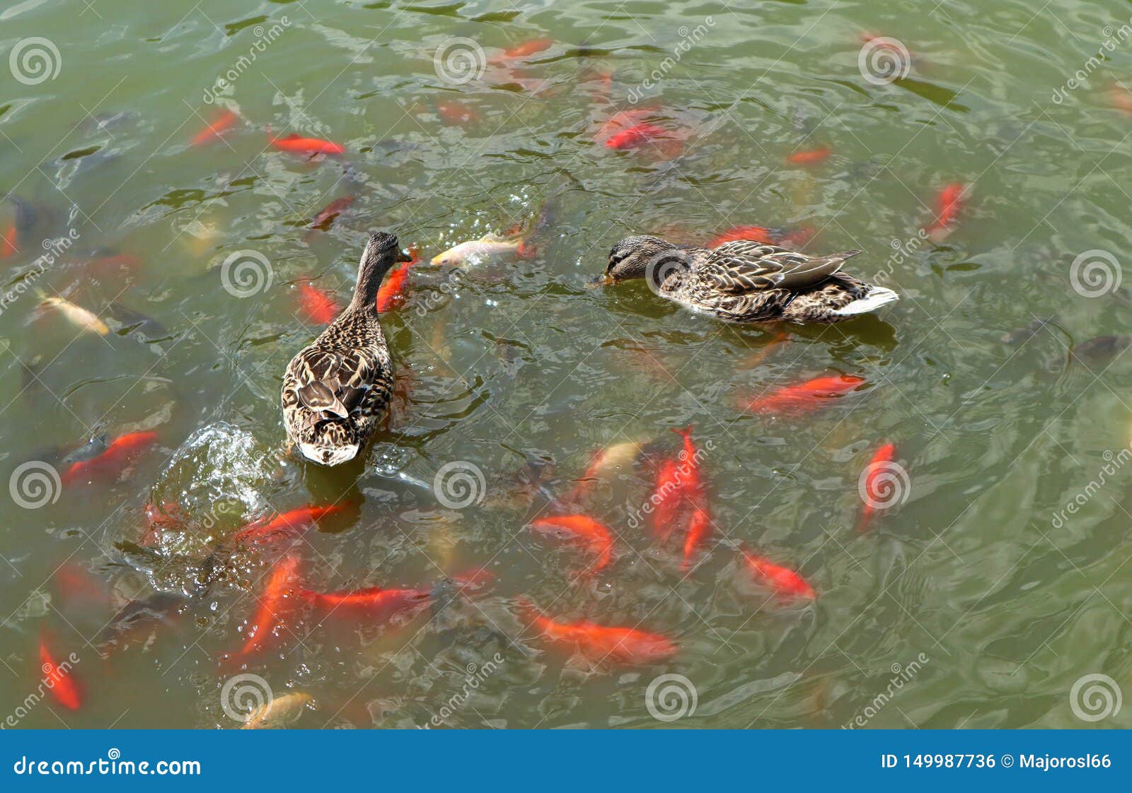 Wild Ducks and Fish in the Lake Stock Photo - Image of fish, duck ...