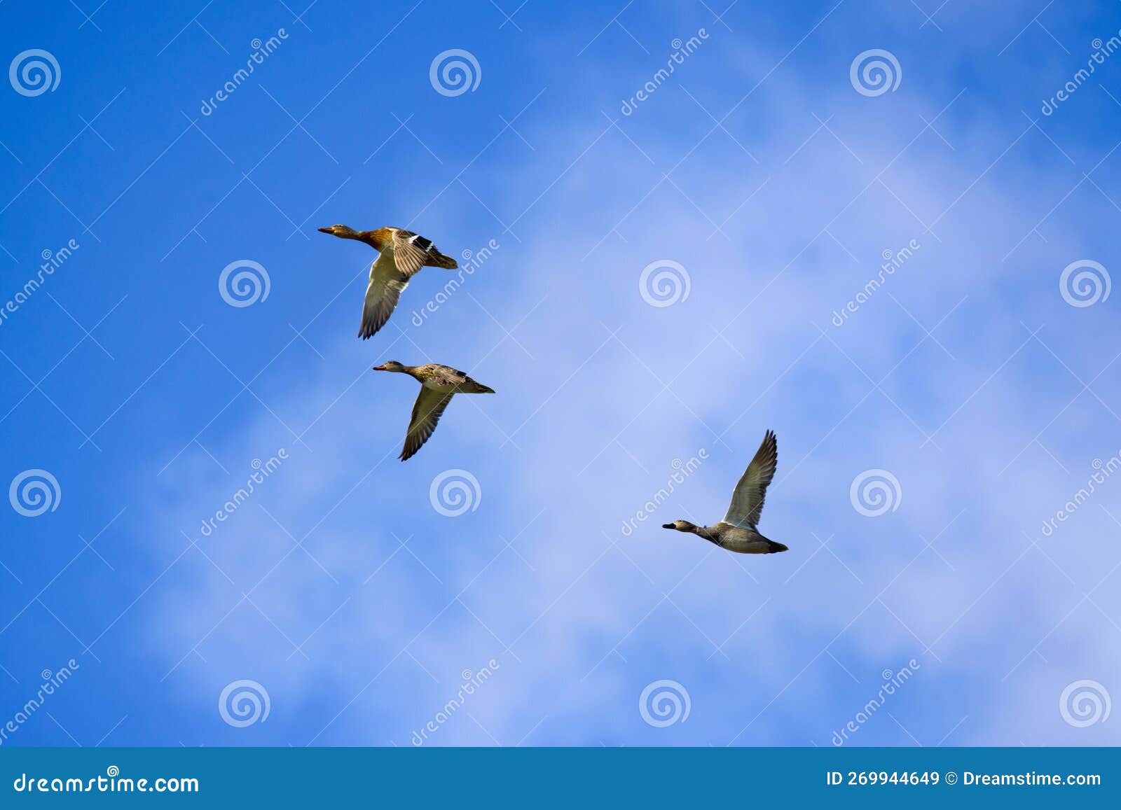 Wild ducks in flight stock image. Image of wings, beak - 269944649