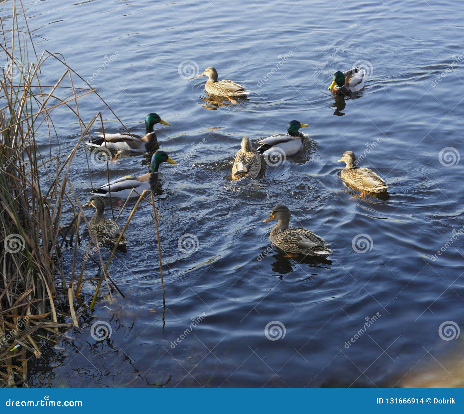 Wild Ducks Float in the River Stock Photo - Image of duck, mallard ...