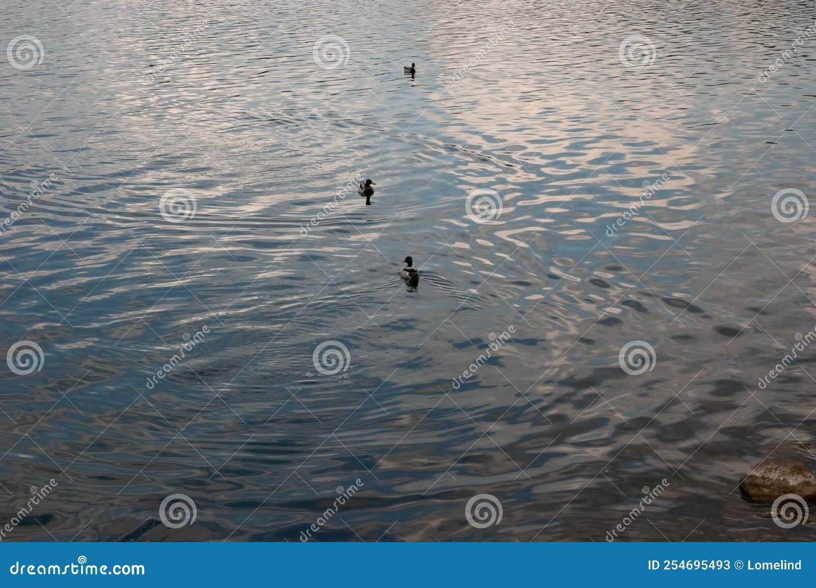 Wild Ducks Float on Water with Ripples Stock Image - Image of cute ...