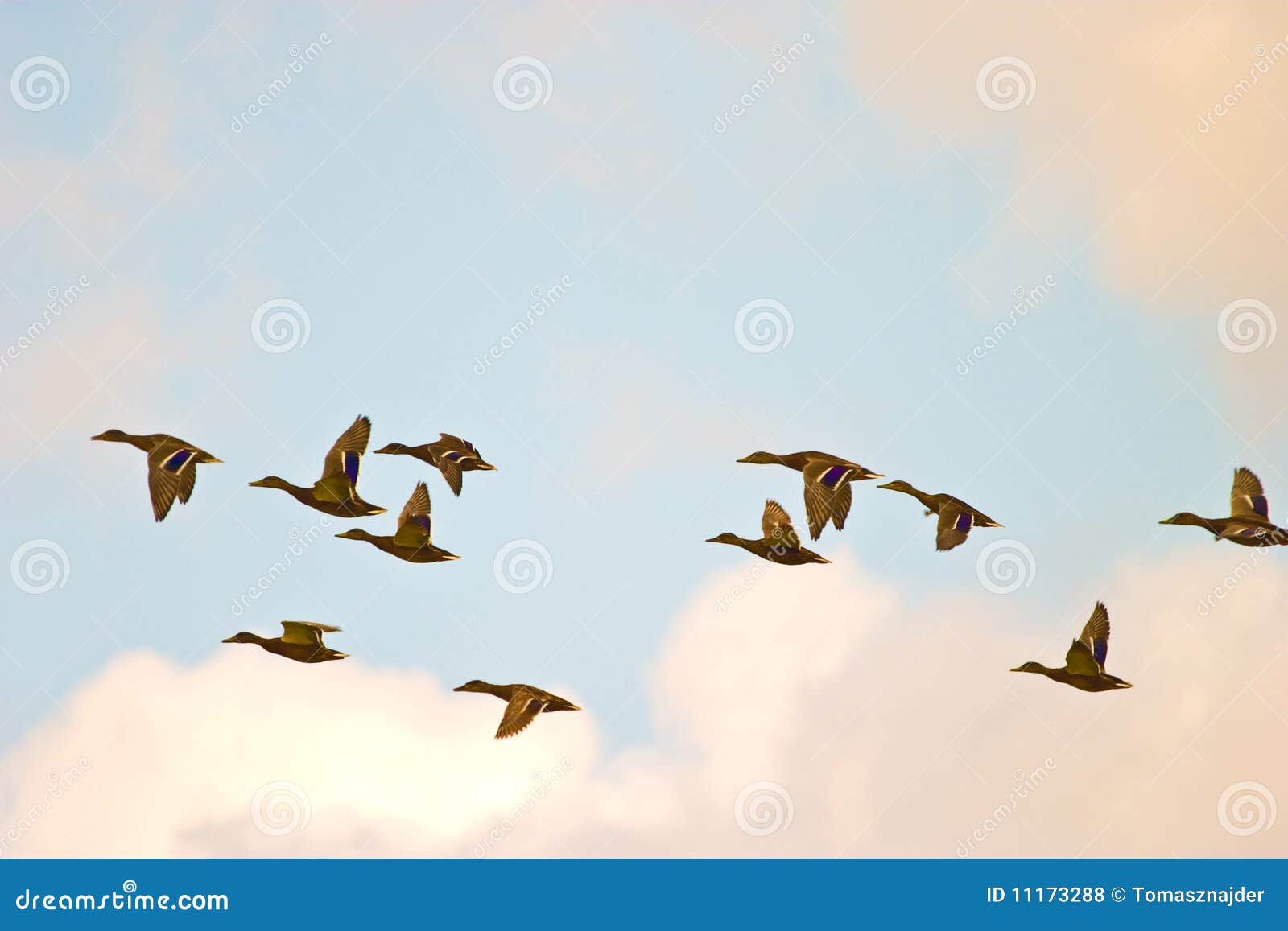 Wild ducks flying stock photo. Image of pigeon, graceful - 11173288