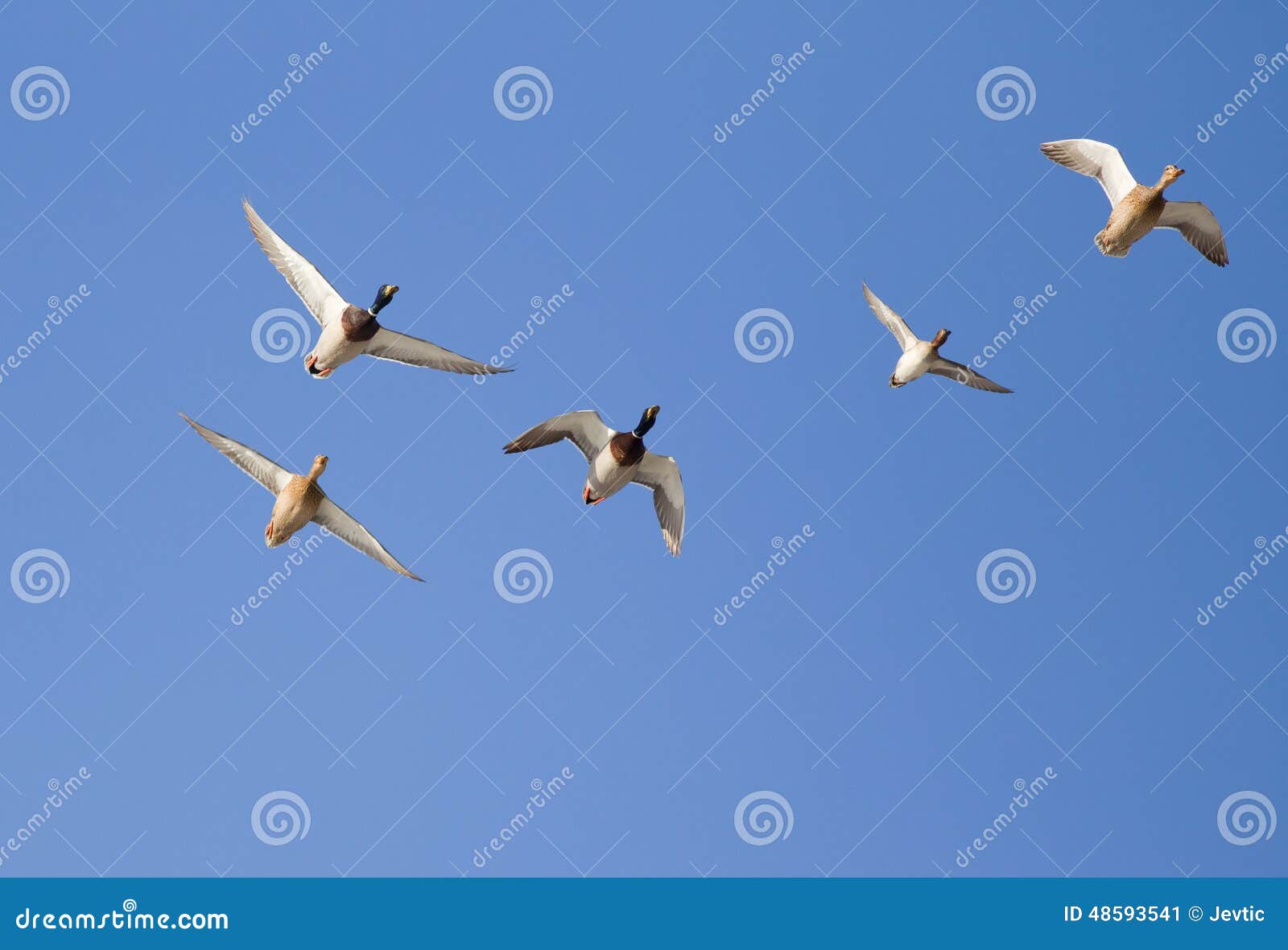 Wild ducks flying stock image. Image of waterfowl, animals - 48593541