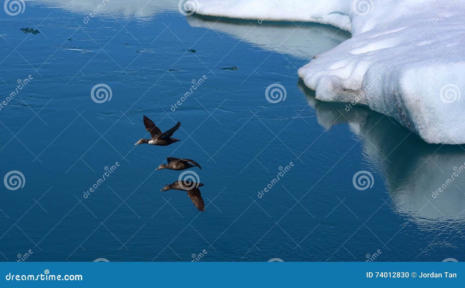 Wild Ducks Flying in Formation Stock Photo - Image of water, ducks ...