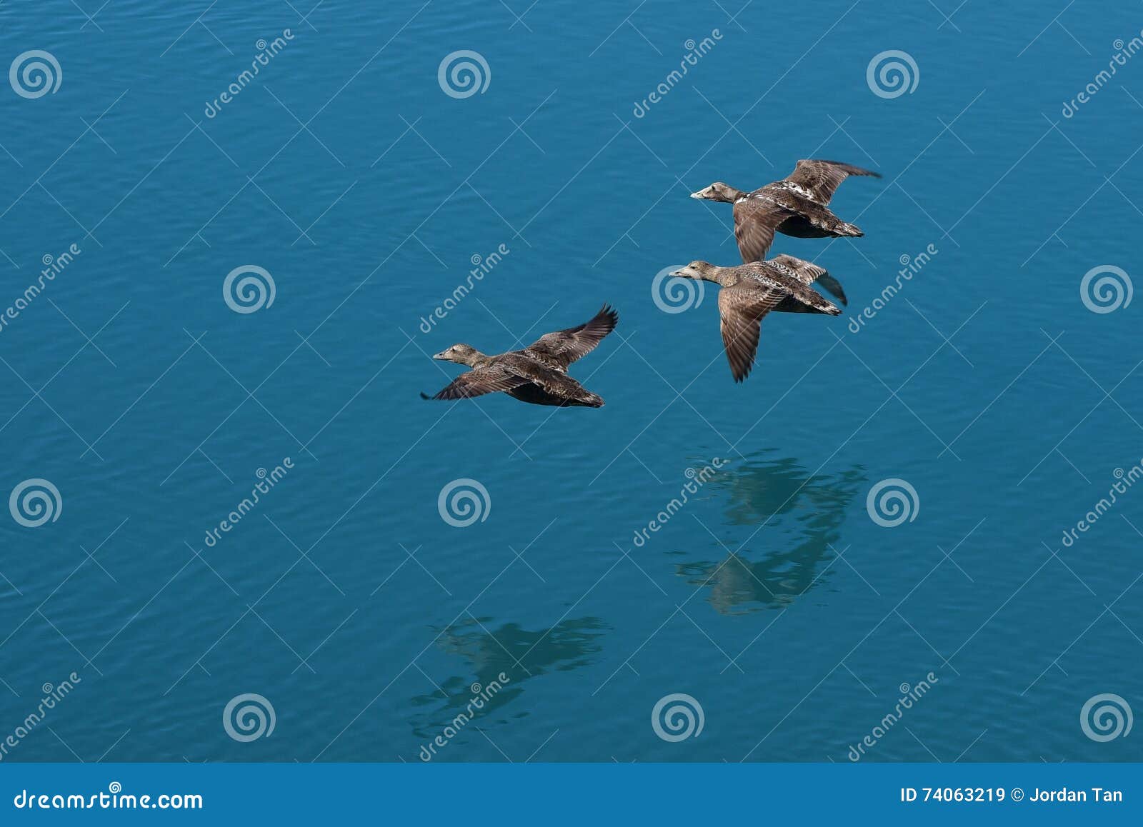 Wild Ducks Flying in Formation Stock Image - Image of wild, flight ...