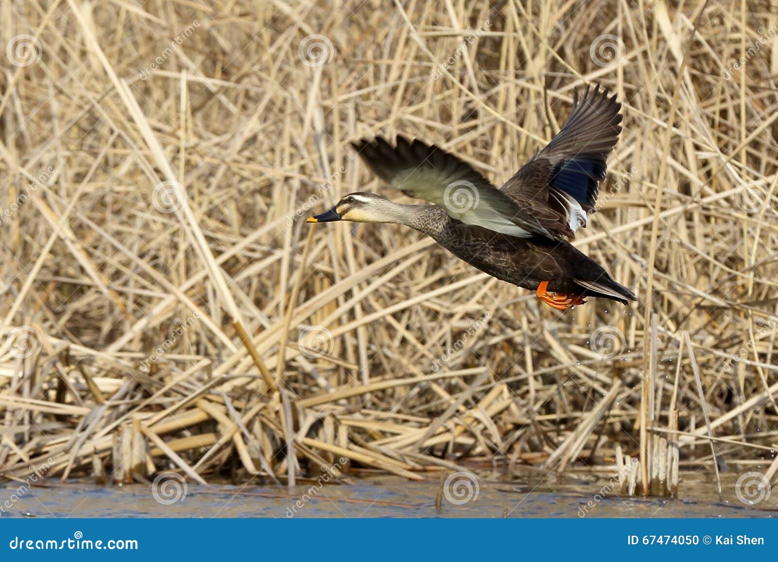 Wild Ducks Flying Gracefully Stock Photo - Image of seasonal, wings ...