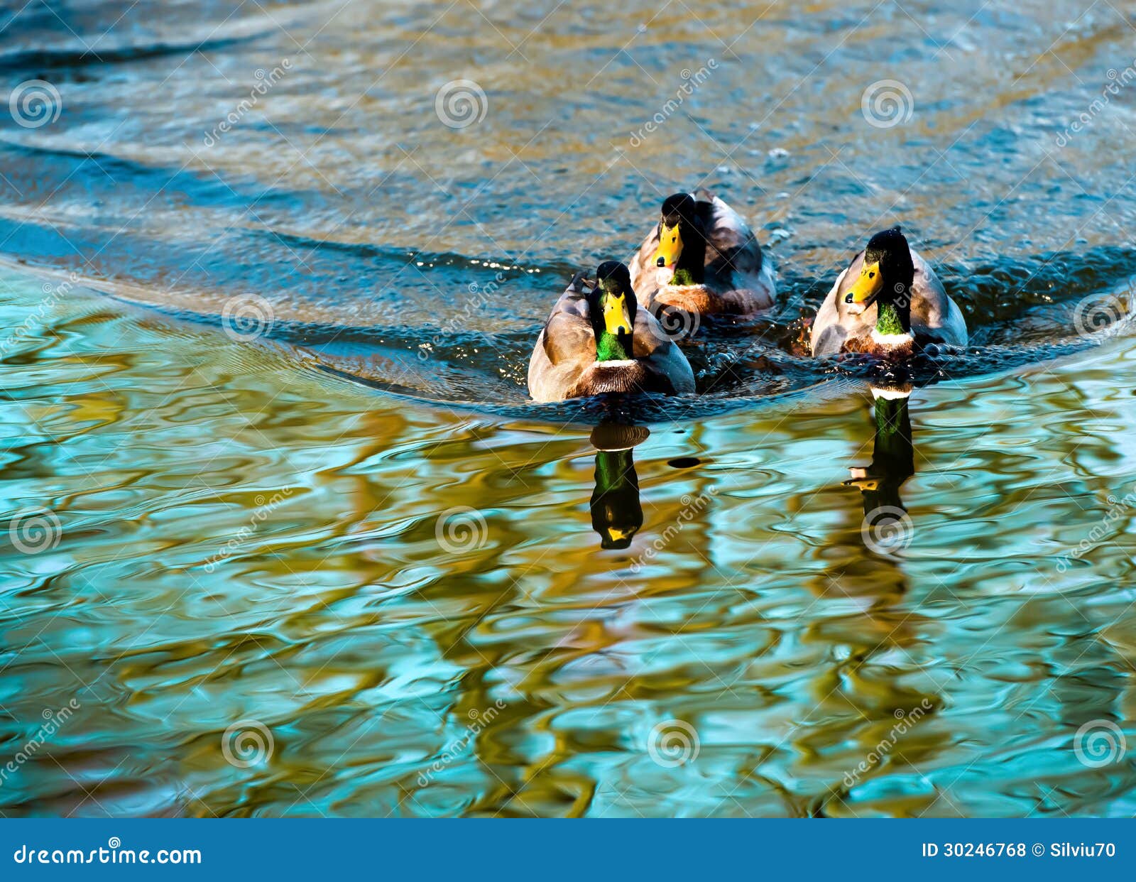 Early birds... stock photo. Image of season, group, morning - 30246768