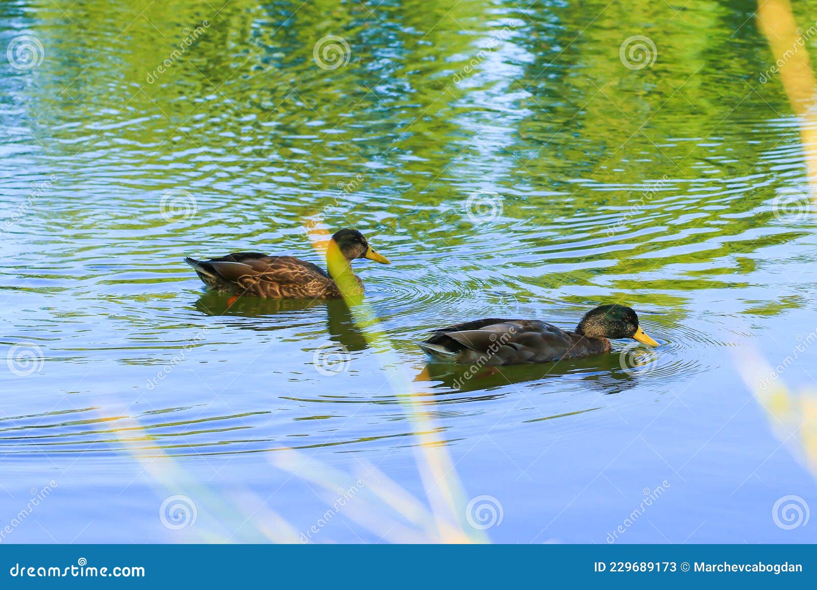 Wildlife on Danube River Near Regensburg City, Germany Stock Image ...