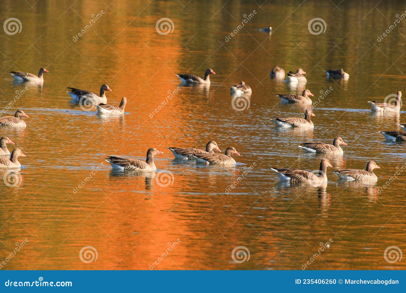 Travel Trough Bavaria, Germany, Europe Stock Photo - Image of wildlife ...