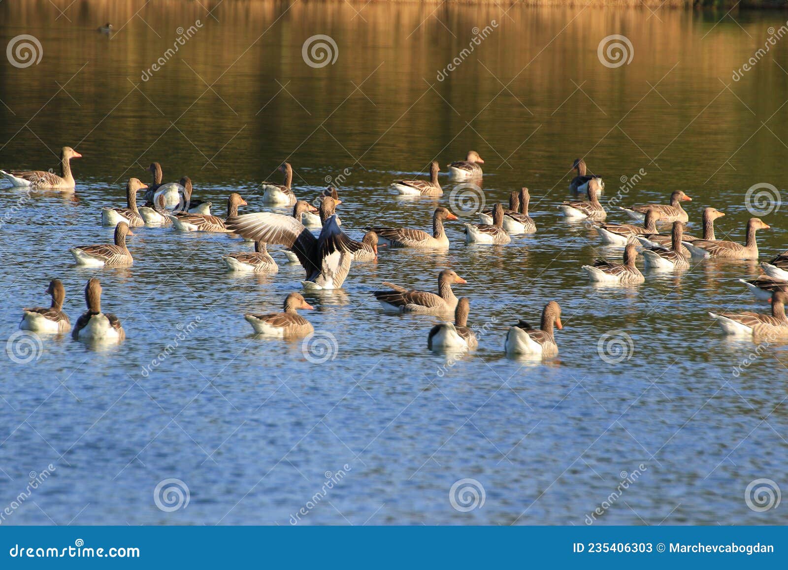 Travel Trough Bavaria, Germany, Europe Stock Image - Image of duck ...