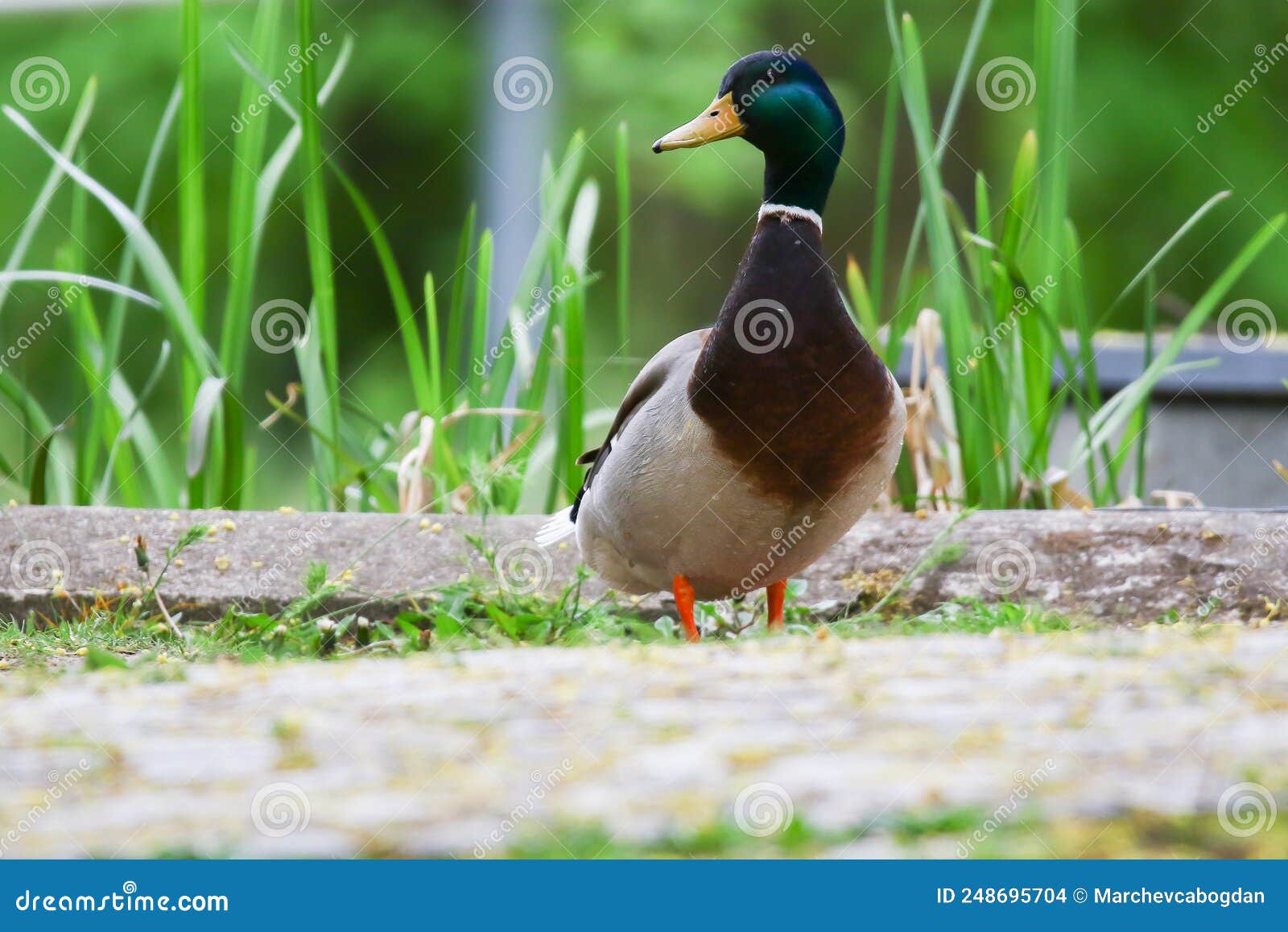 Travel Trough Bavaria, Germany, Europe Stock Photo - Image of wild ...